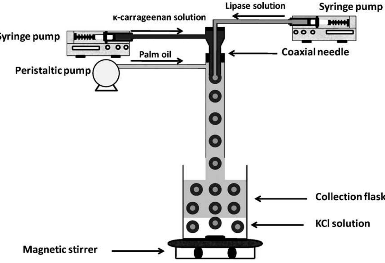 Schematic diagram of encapsulation procedure. encapsulation