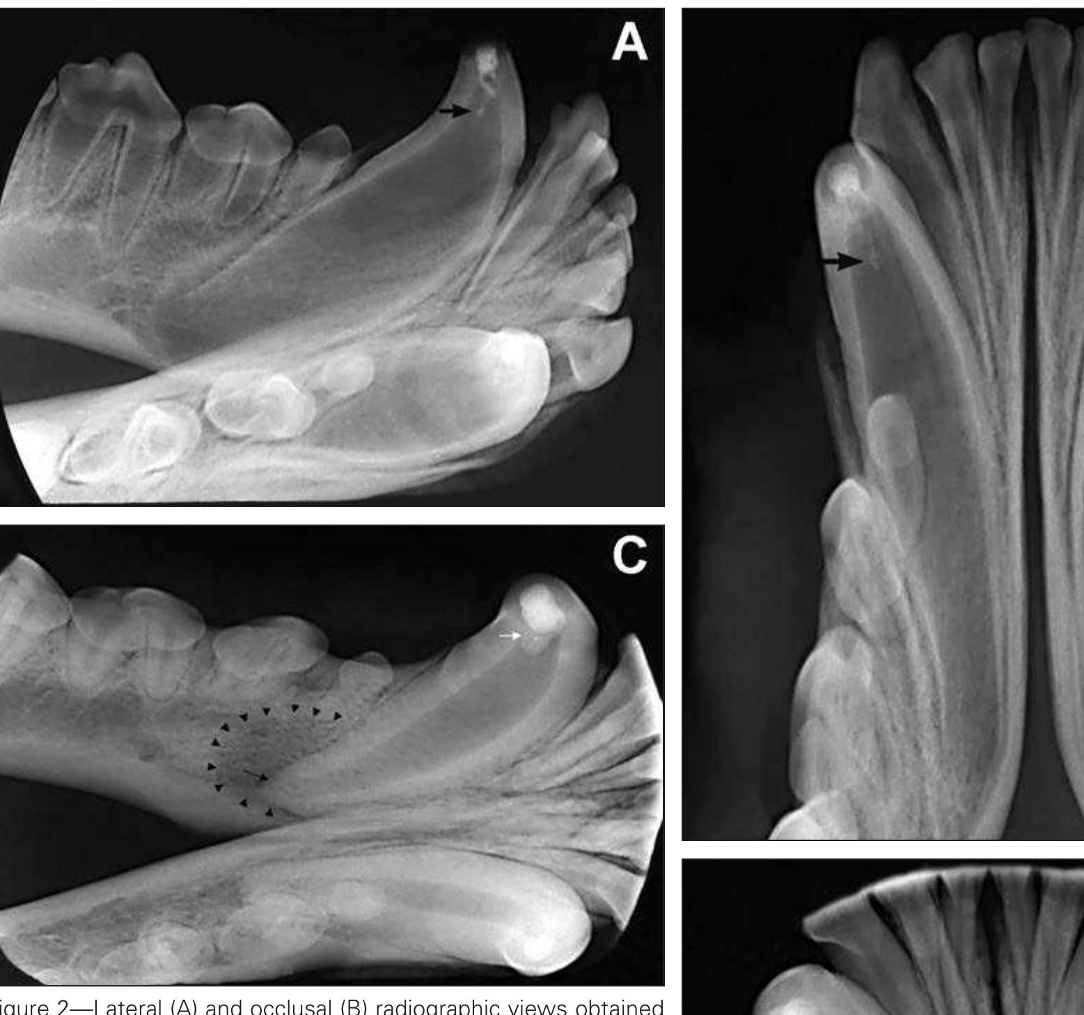 Figure 5 - from Vital pulp therapy in dogs: 190 cases