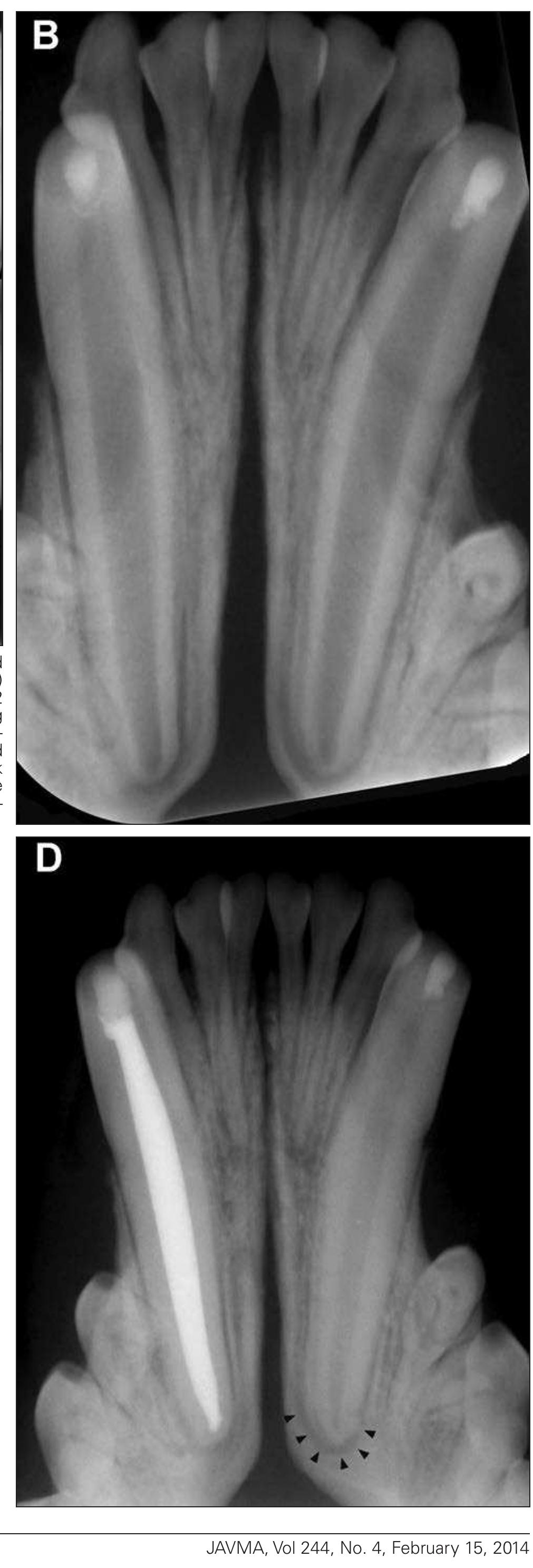Figure 8 - Vital pulp therapy in dogs: 190 cases (2001-2011