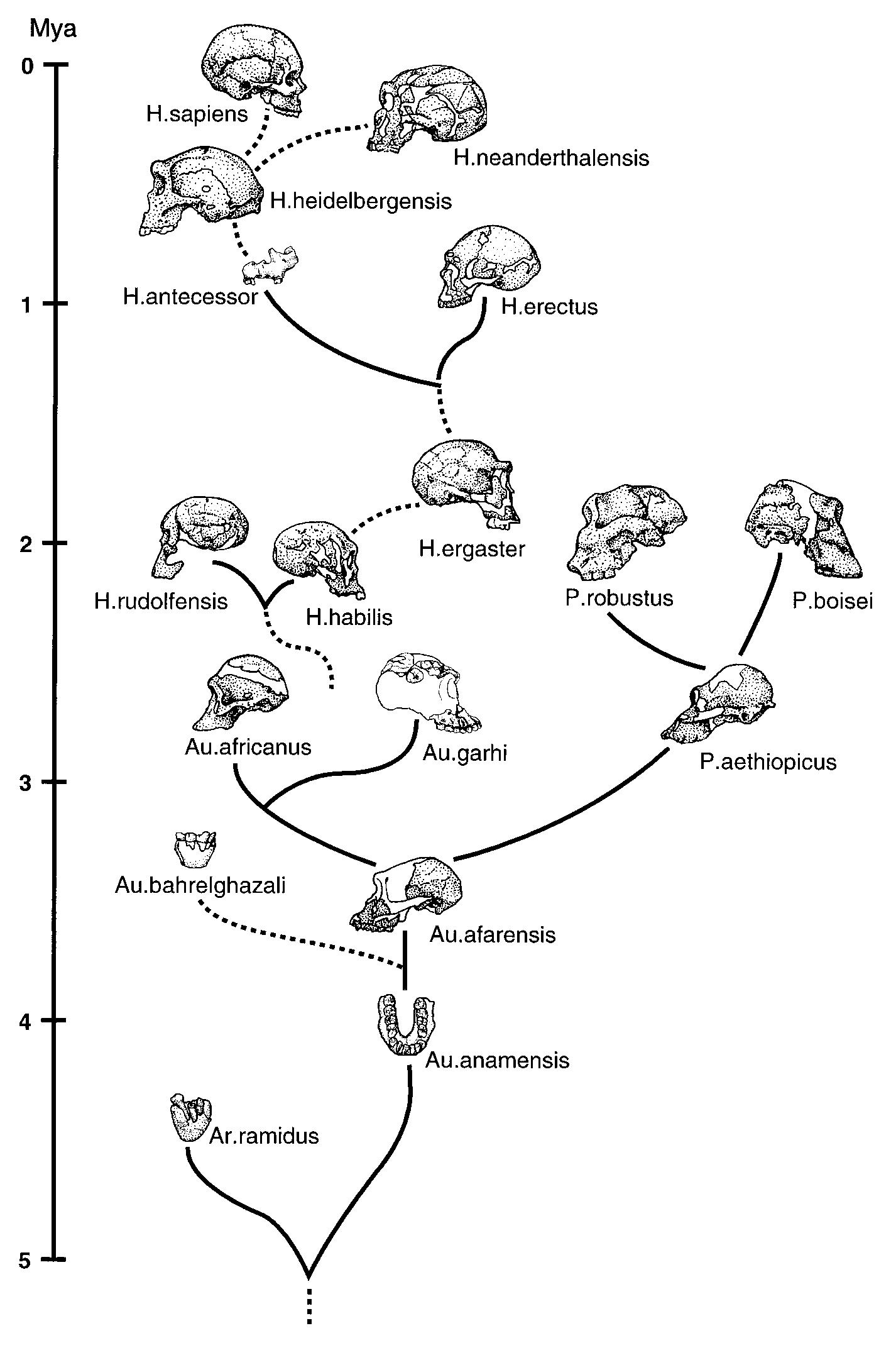 Hominid phylogenetic tree based on the cladogram shown in