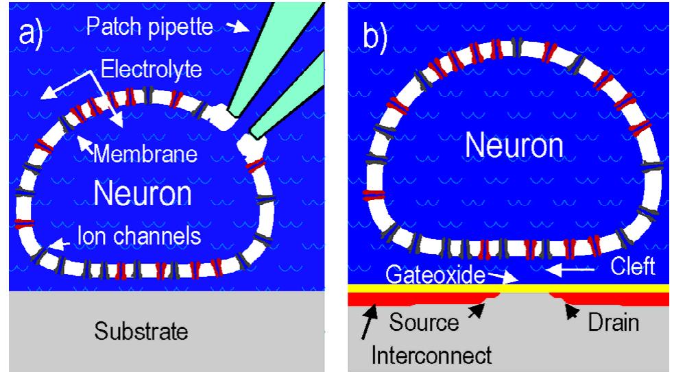 Schematic illustration of neural activity recording