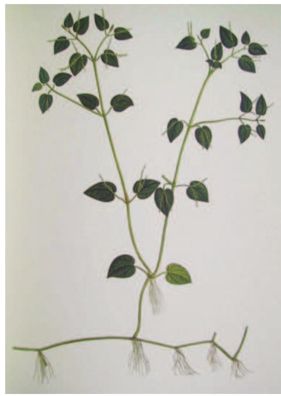 Peperomia phyllanthopsis (iconografia mutisi- ana nr. 695,
