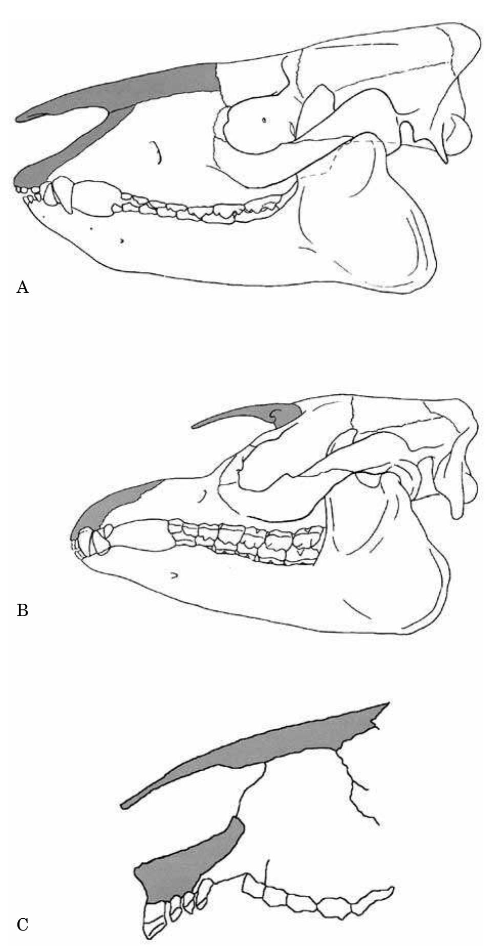 Skulls of heptodon (a) and tapirus (b), and anterior skull