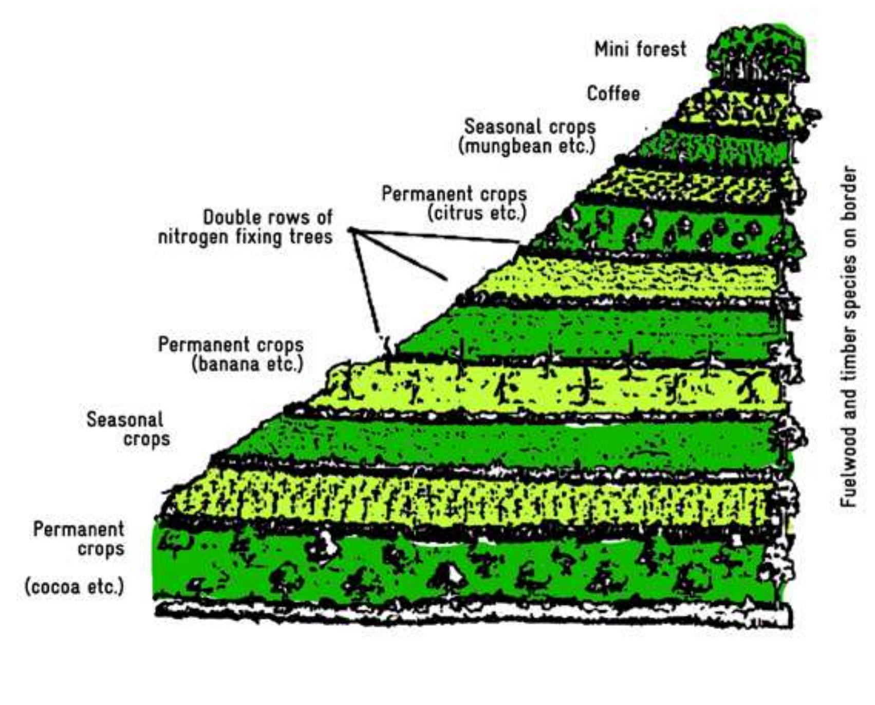 ° tacio, h. (1993). sloping agricultural land technology: a