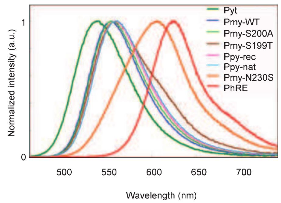 Luminescence spectra of bioluminescence reactions for