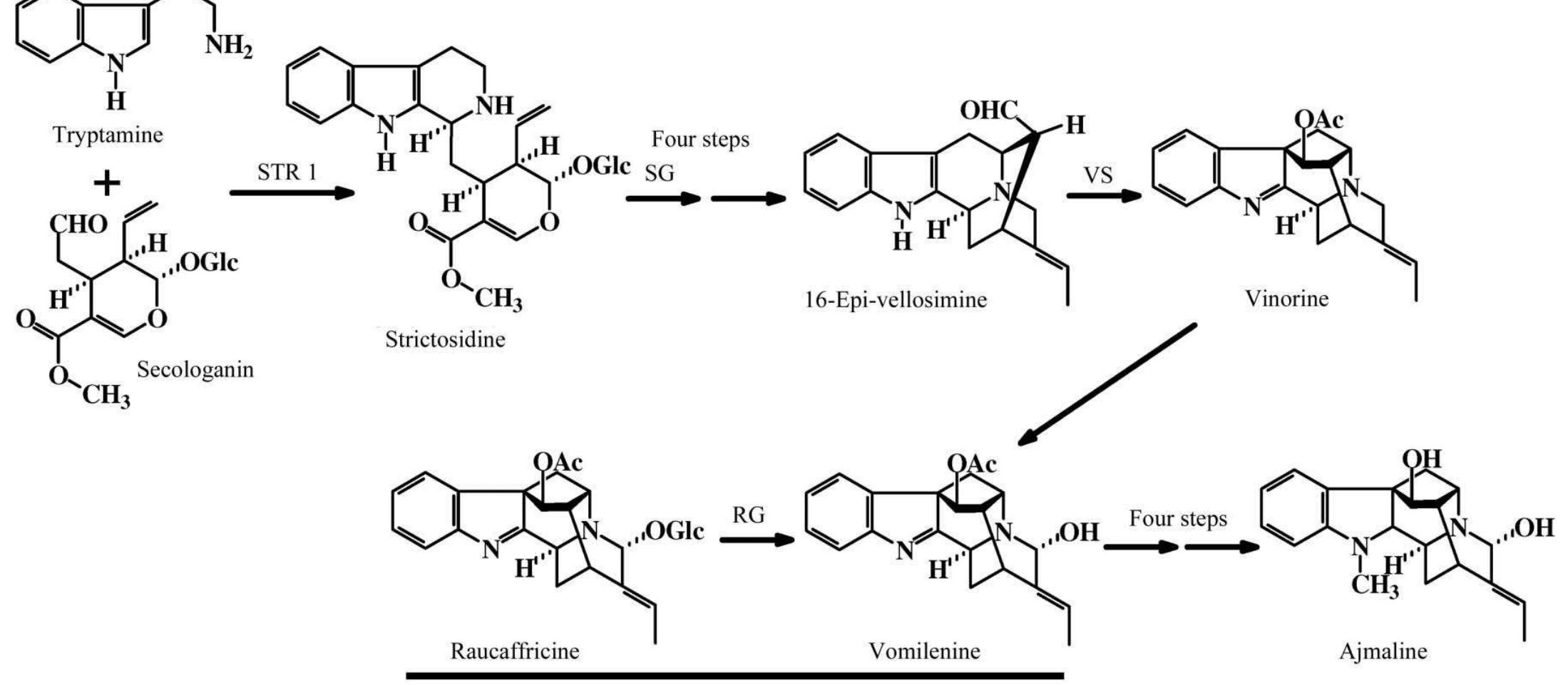 Ait ete tone, ate the multistep biosynthetic pathway in r.