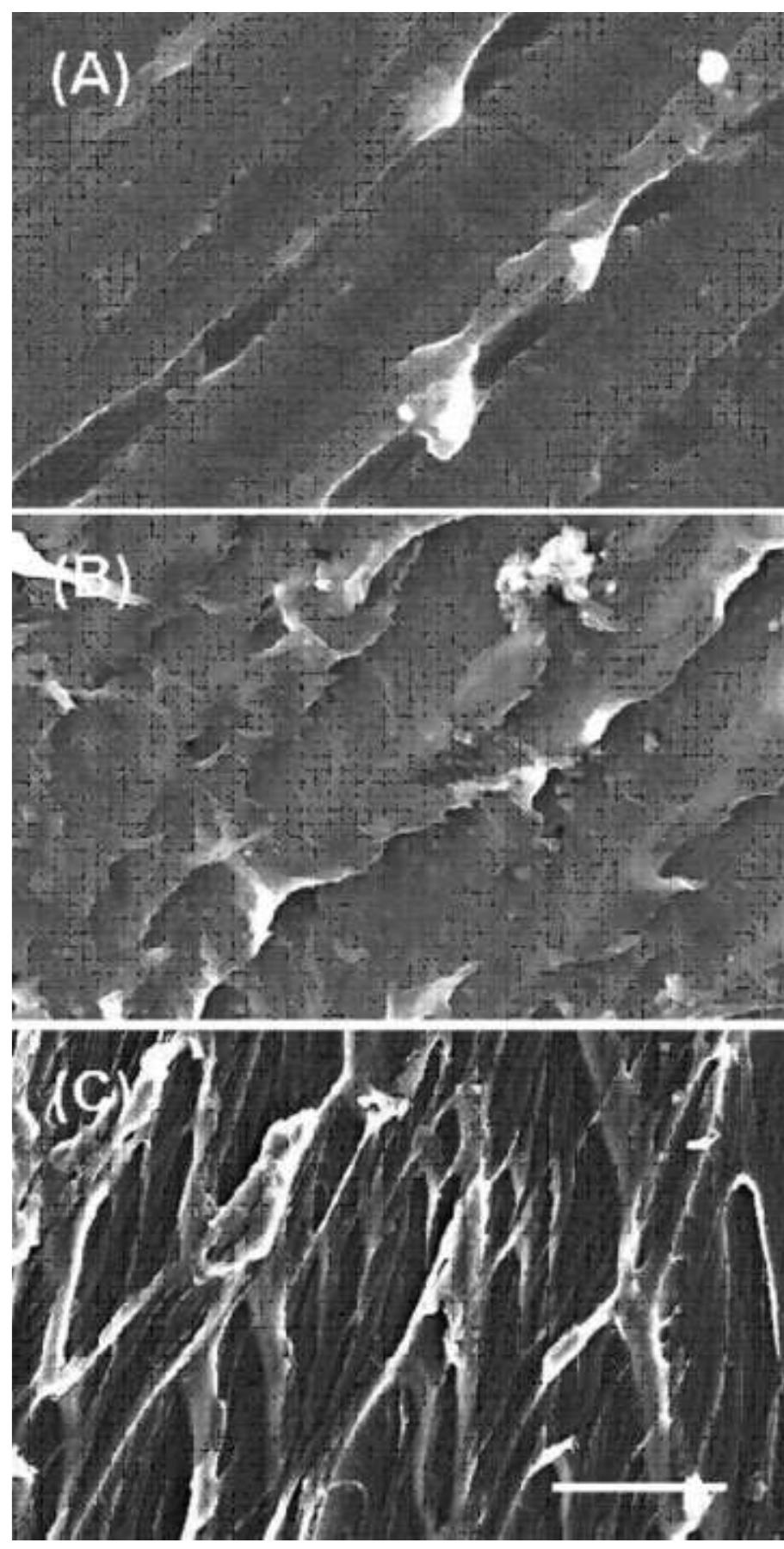 Sem images of (a-c) plasticized pvc sheets modified with