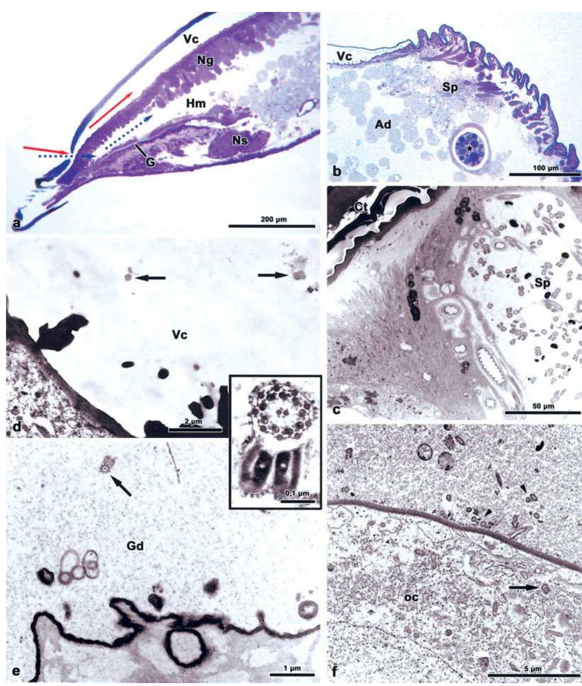 A: semithin sagittal section through the anterior part of
