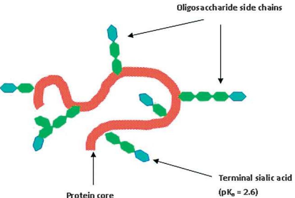 Bh figure 2. schematic structure of mucin subunits. the ph