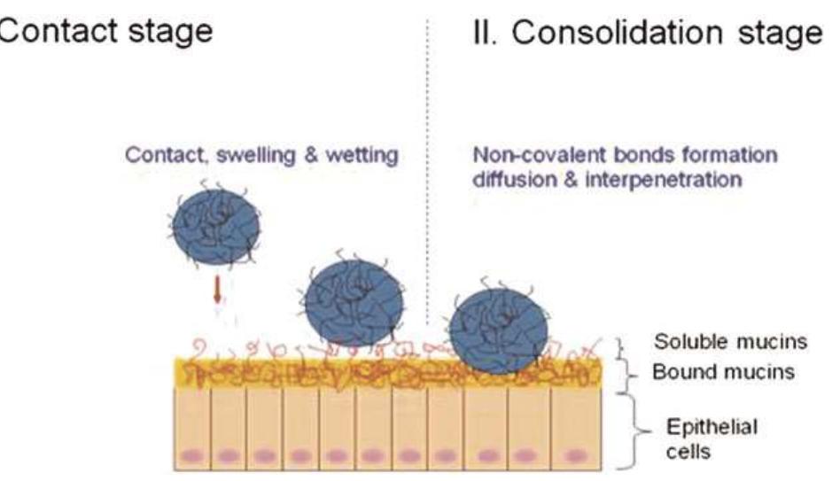 Contact and consolidation stages of mucosal adhesion.