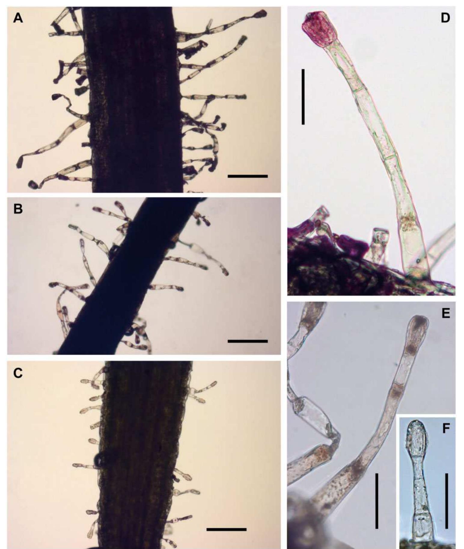 Light microscope images of flower pedicels showing the