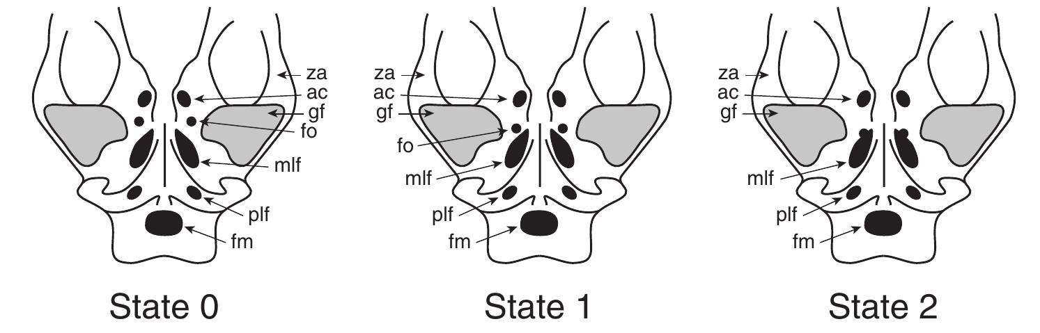 Basicranial foramina position: a.c. posterior opening of