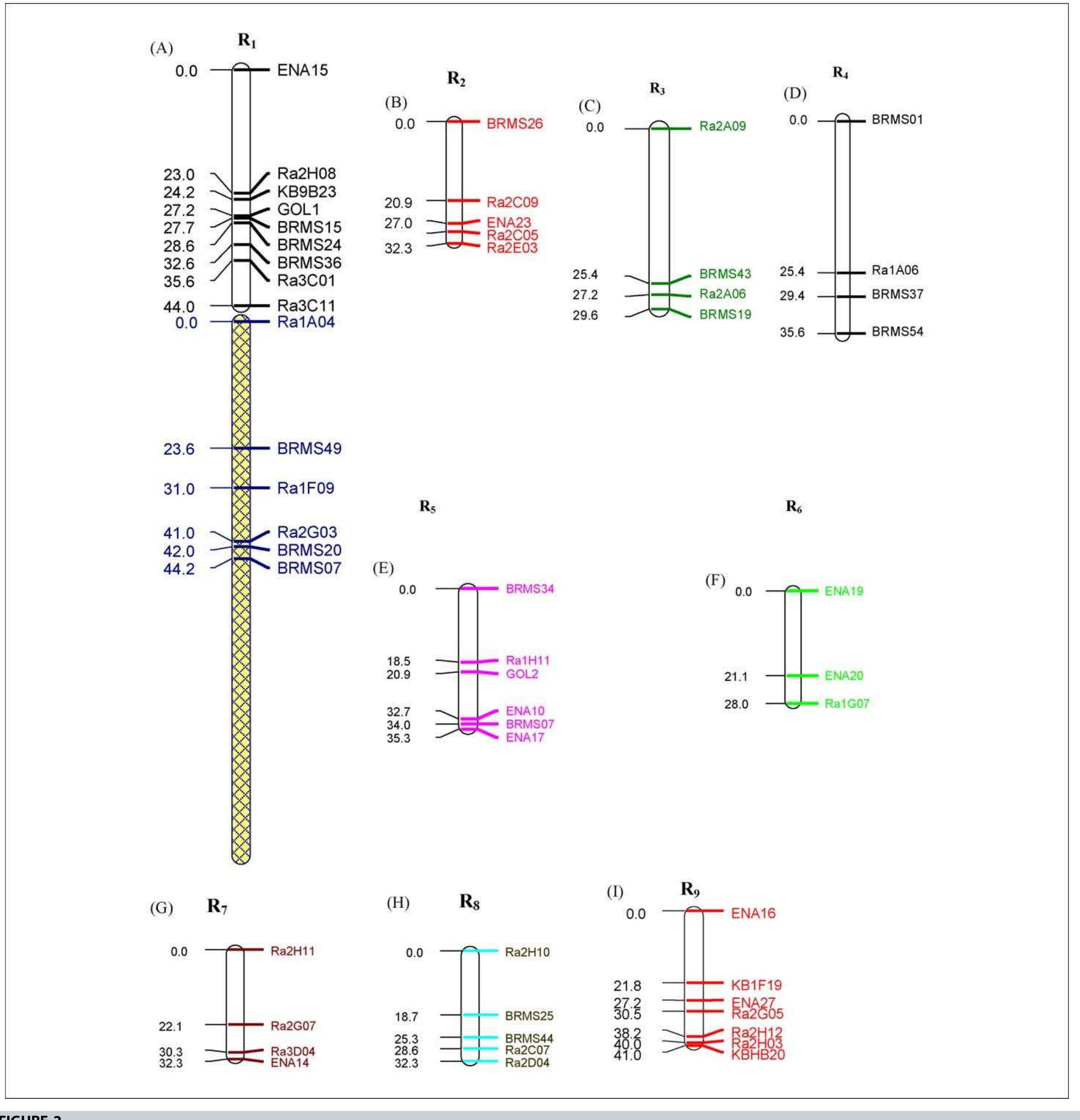 A ssr map of brassica rapa showing the location of 53 ssr