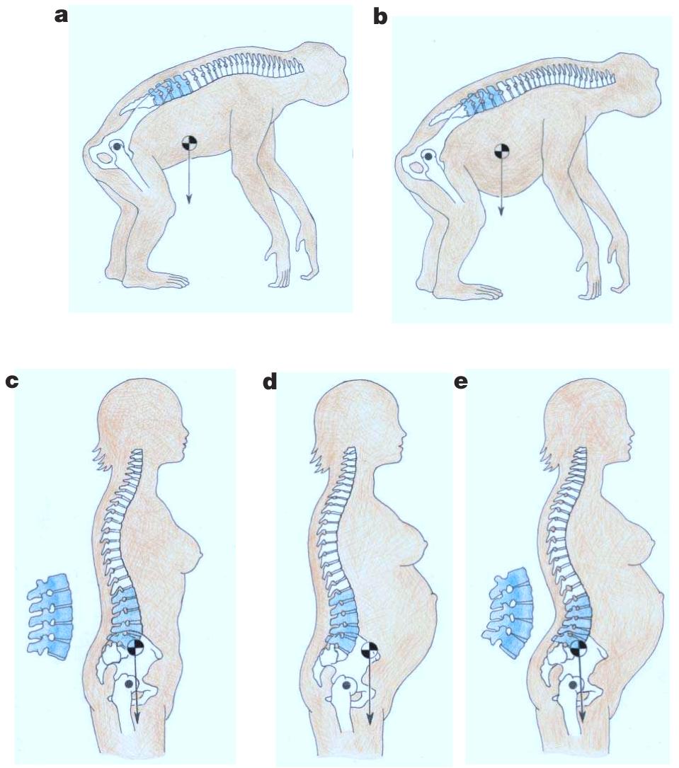 | com and lumbar lordosis during pregnancy. a, quadrupedal