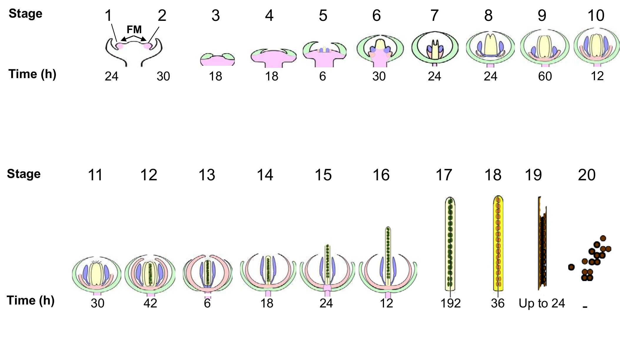 (PDF) The Arabidopsis Book Flower Development