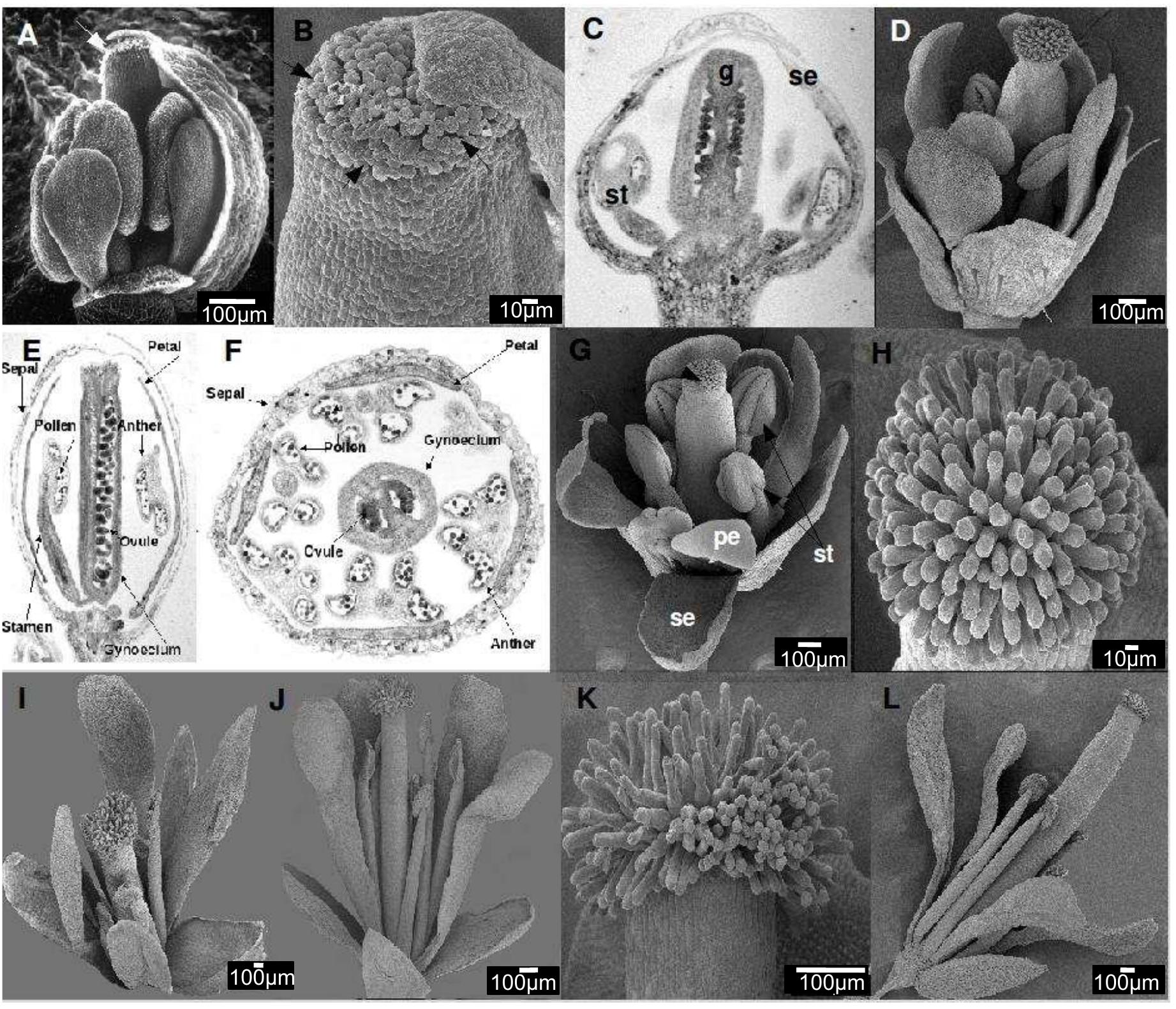 Stages 11 to 16 of arabidopsis flower development. (a) to