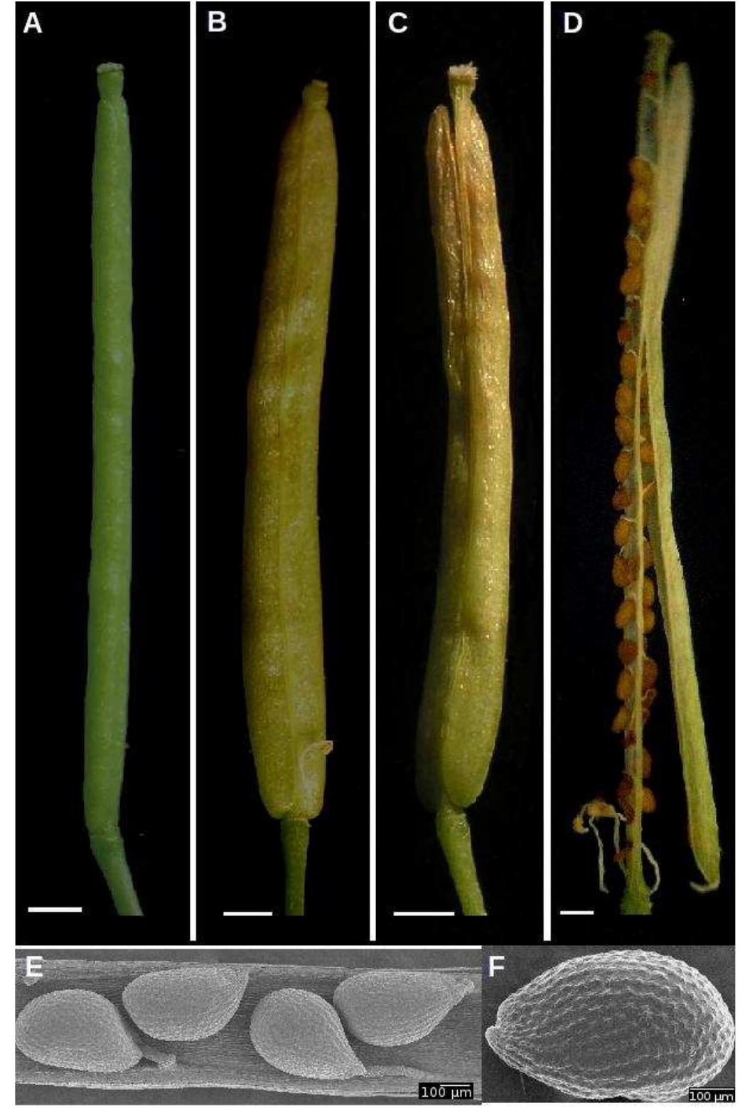 Stages 17 to 20 of arabidopsis flower development.
