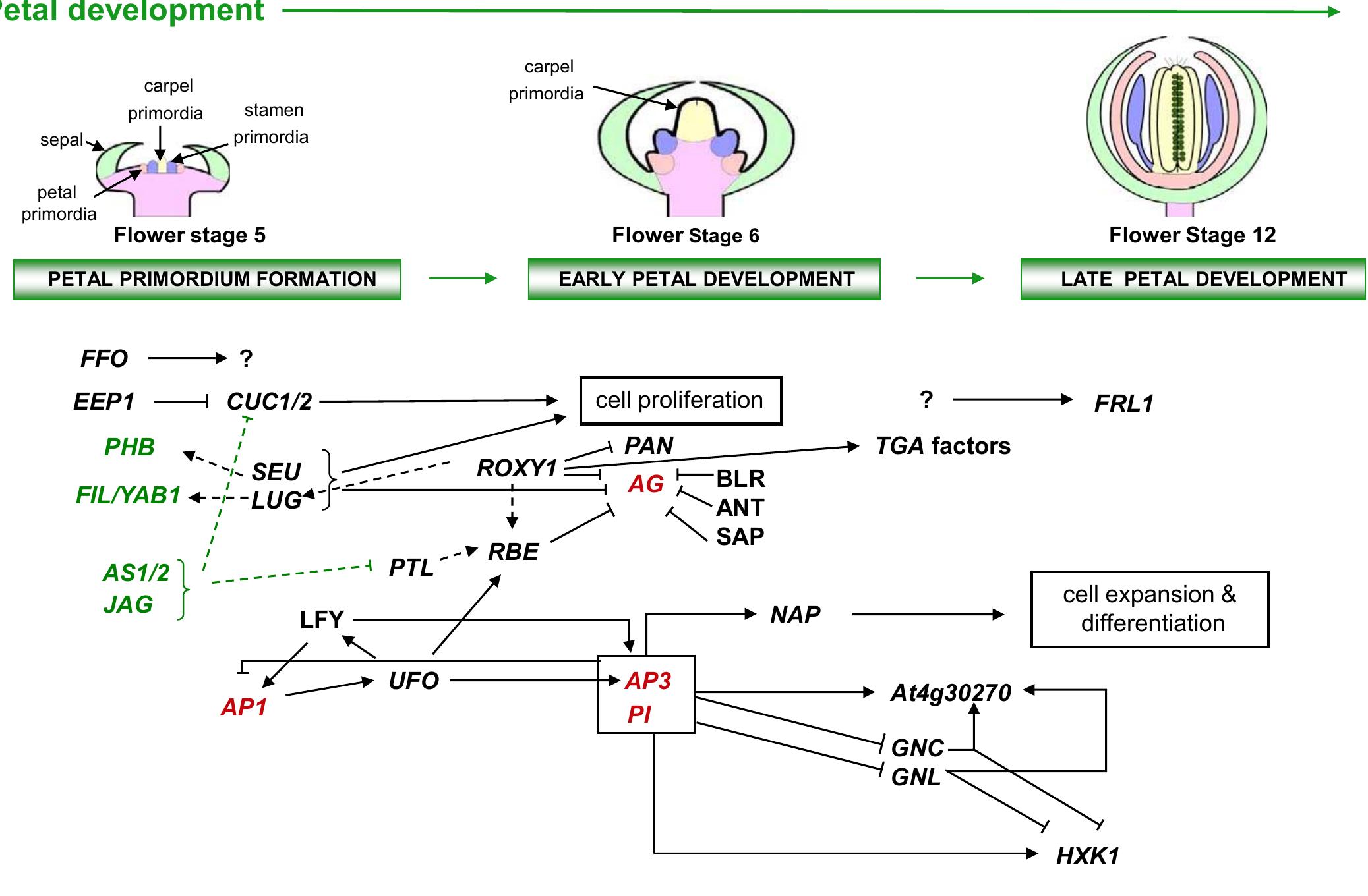 (PDF) The Arabidopsis Book Flower Development