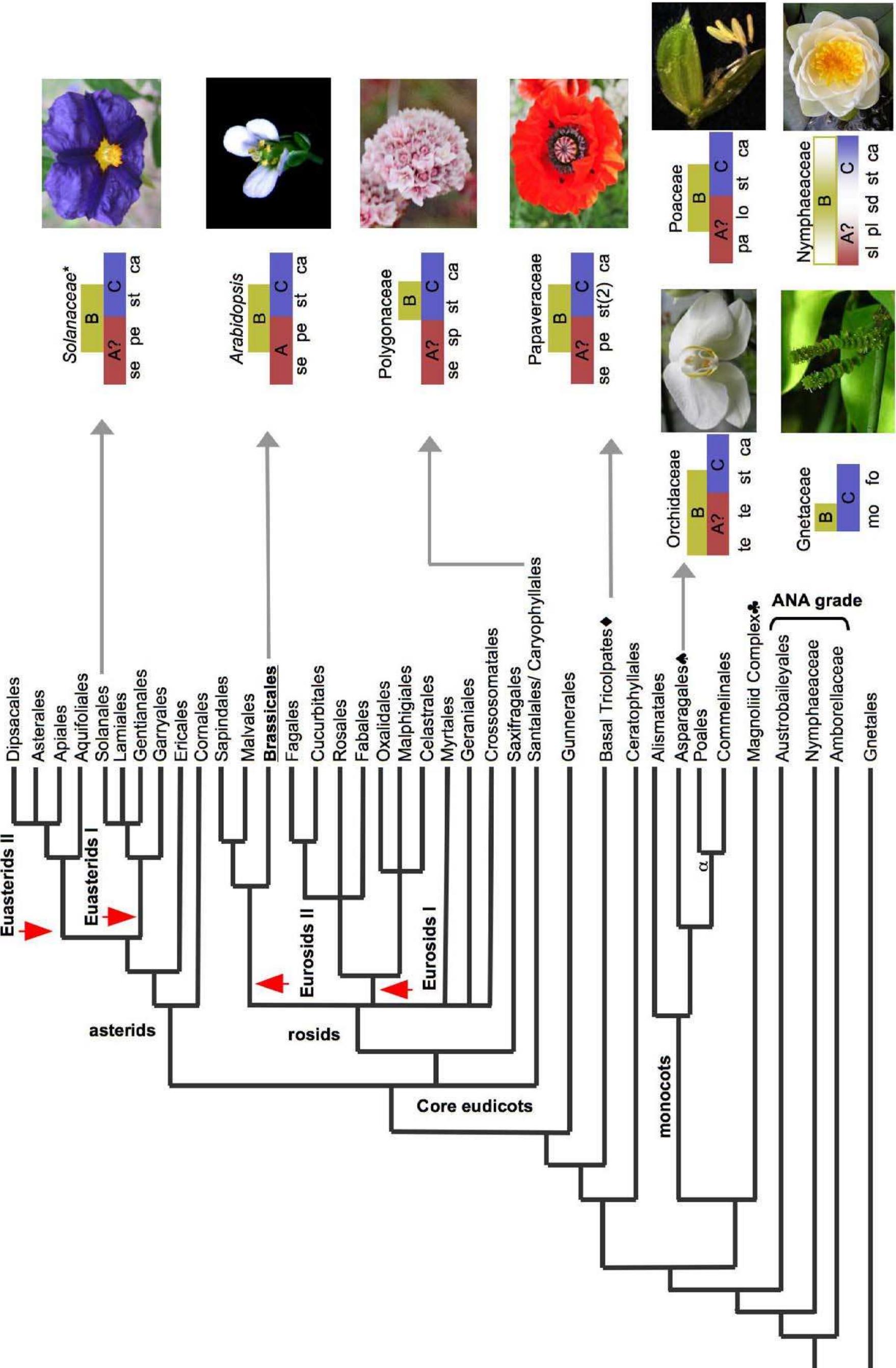 Figure 25 - The Arabidopsis Book Flower Development