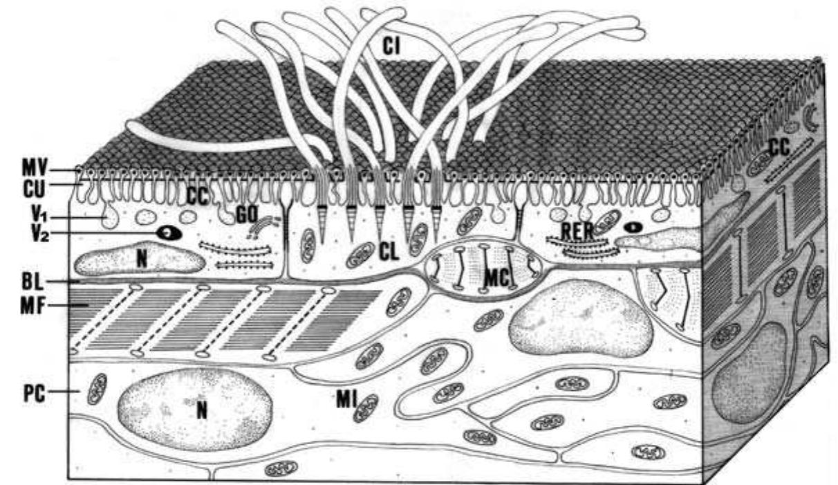 (PDF) Myzostomida: A review of the phylogeny and ultrastructure