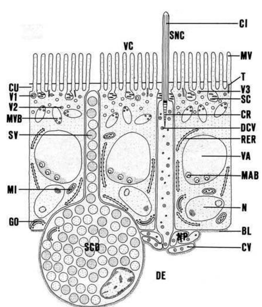 (PDF) Myzostomida: A review of the phylogeny and ultrastructure