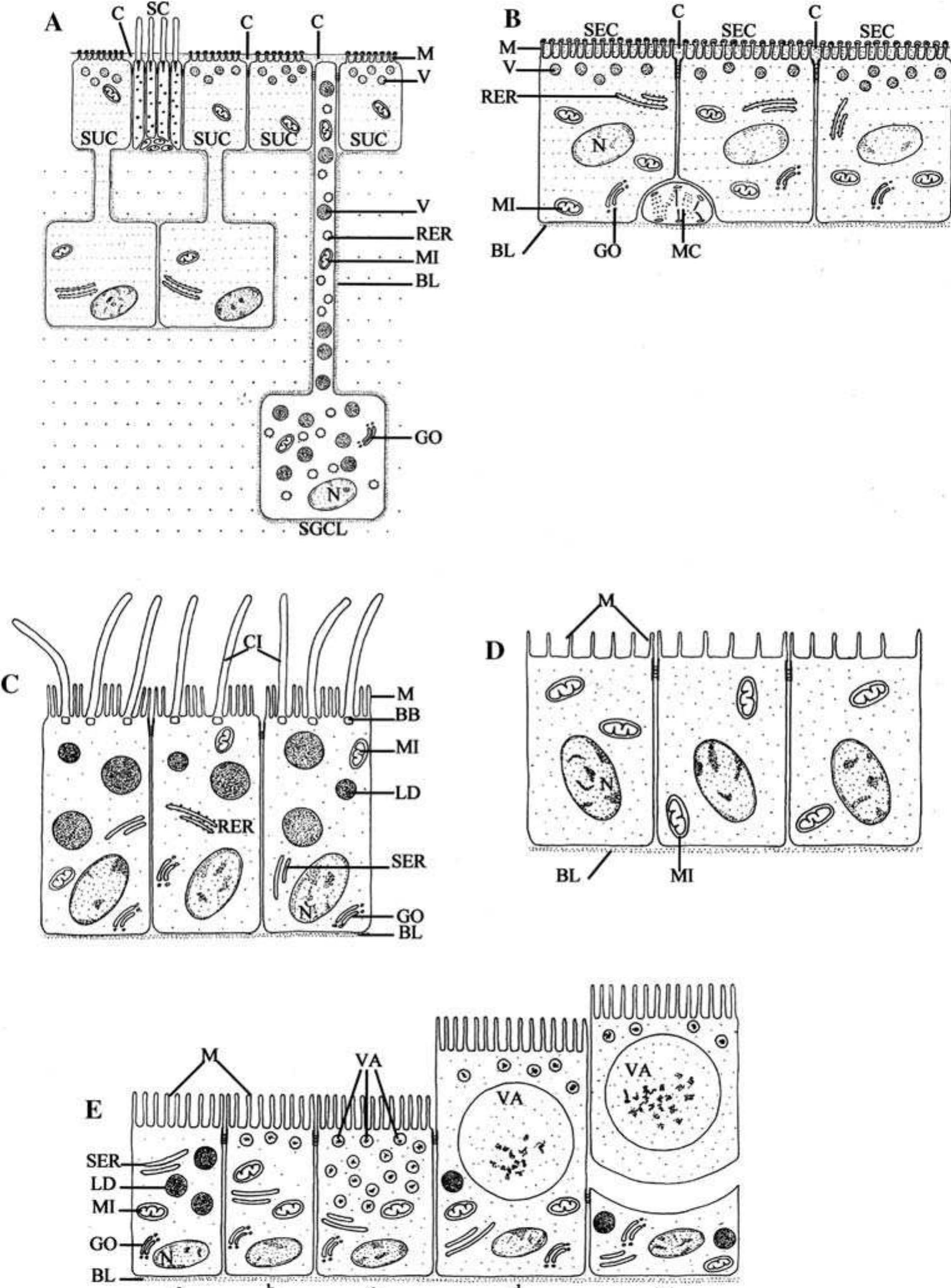 (PDF) Myzostomida: A review of the phylogeny and ultrastructure