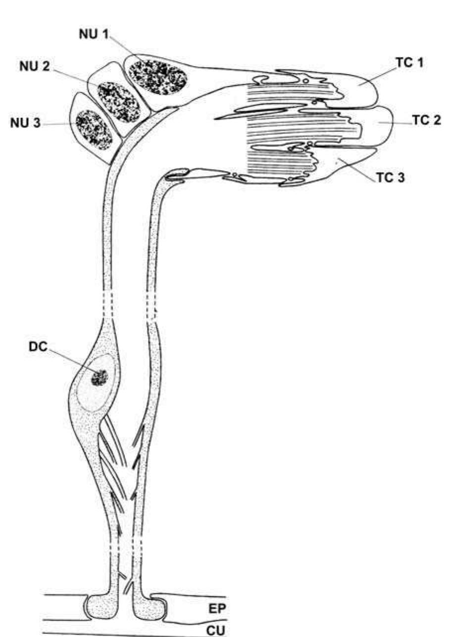 (PDF) Myzostomida: A review of the phylogeny and ultrastructure