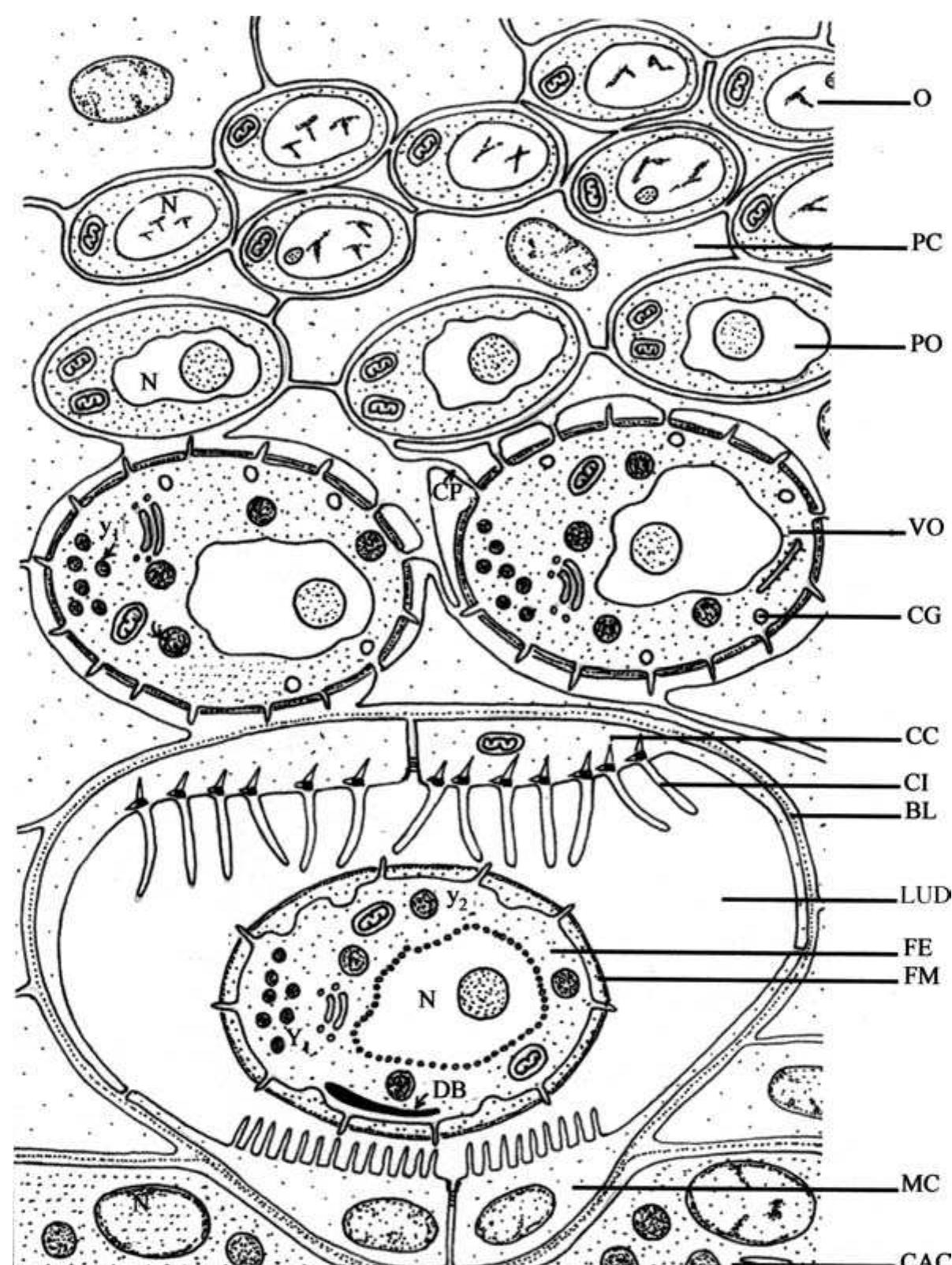 (PDF) Myzostomida: A review of the phylogeny and ultrastructure