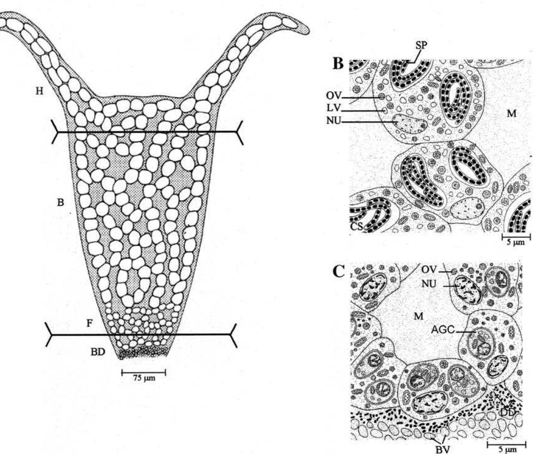 (PDF) Myzostomida: A review of the phylogeny and ultrastructure