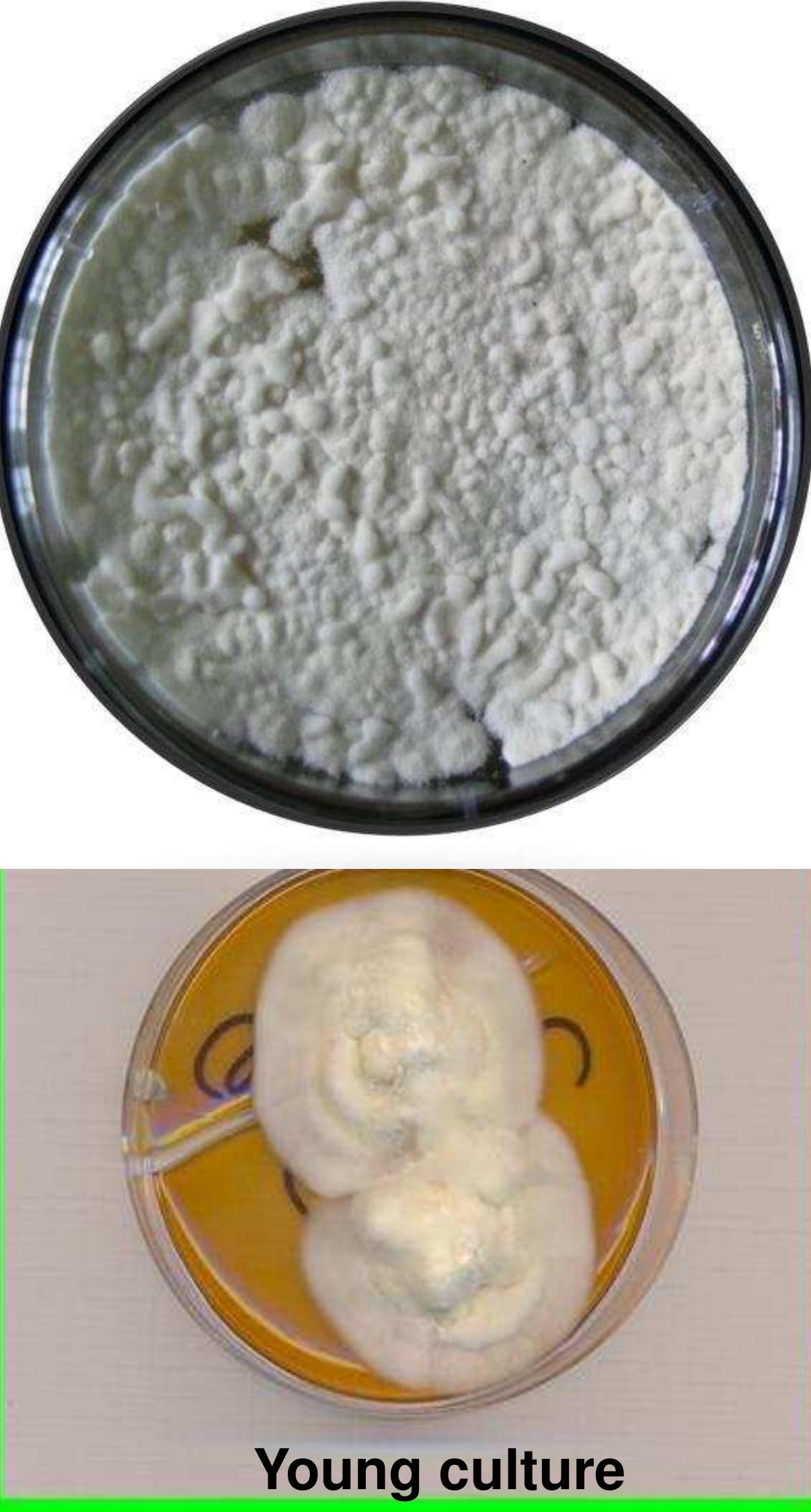 Figure 9 - Entomopathogenic Fungi" Production, Formulation