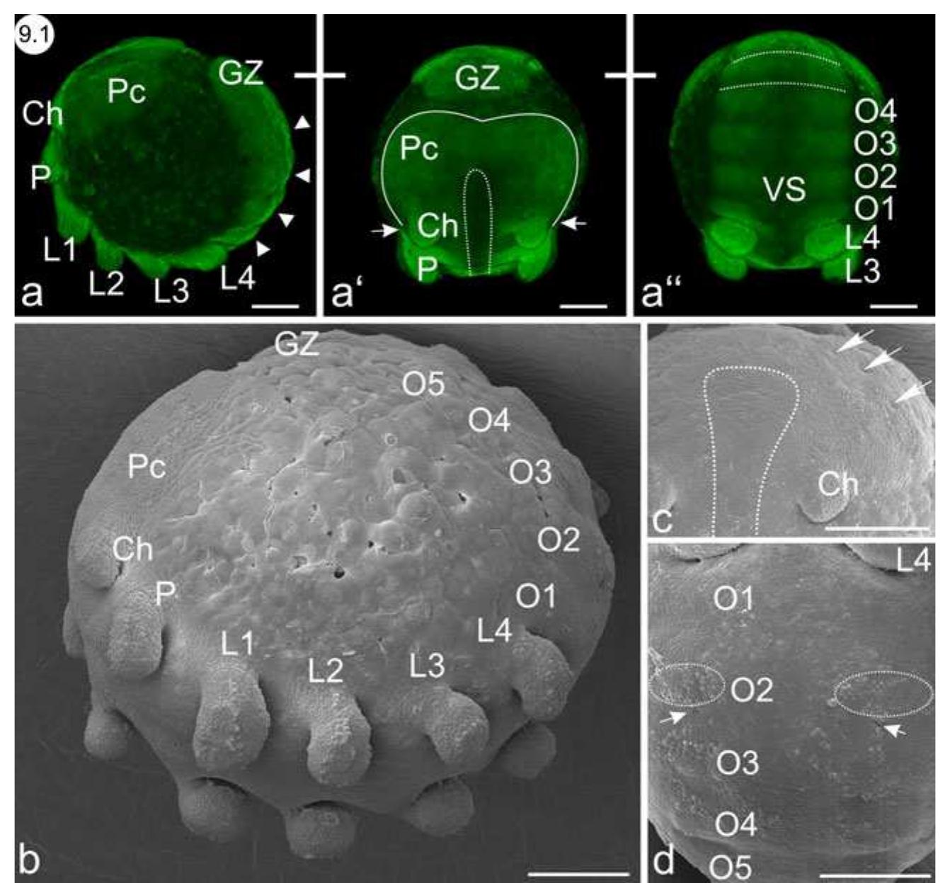 Segments (o1—o4) with paired bulges are visible in the