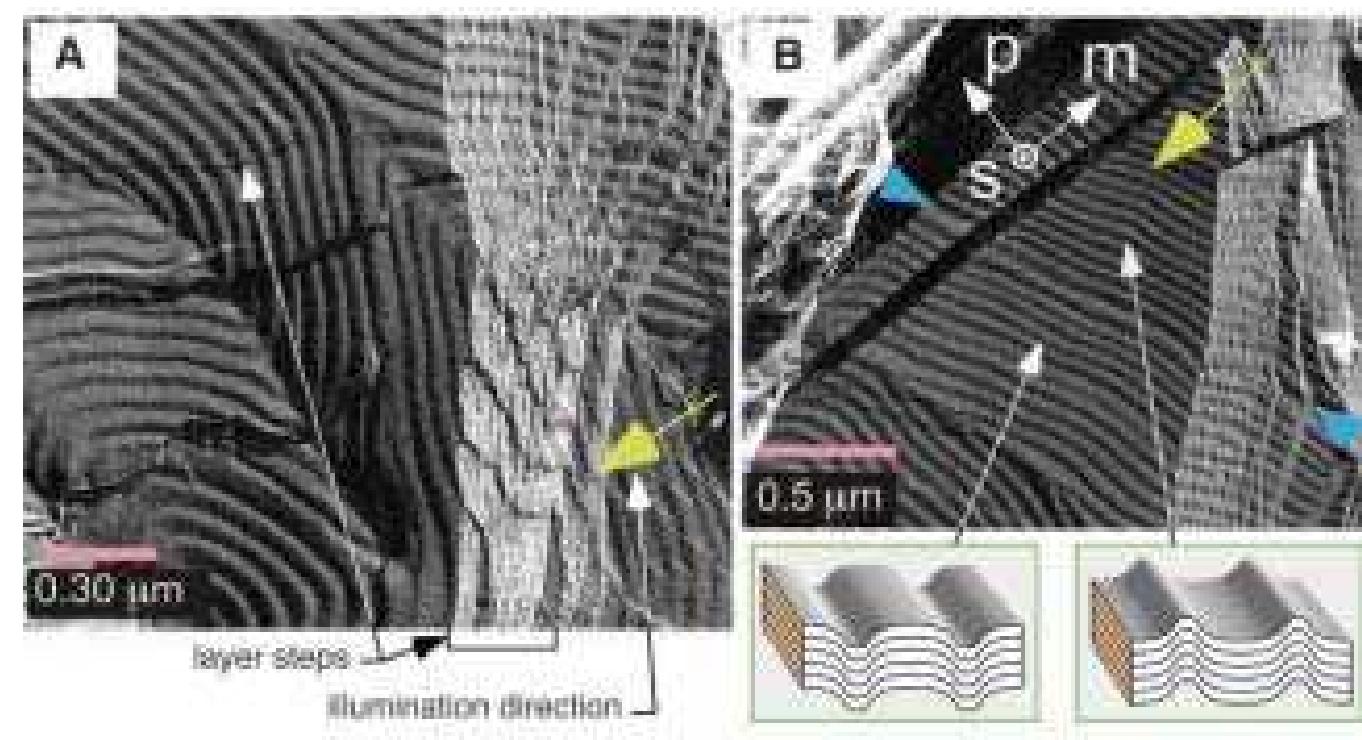 (a and b) fftem images of a pt-c replica shadowing the