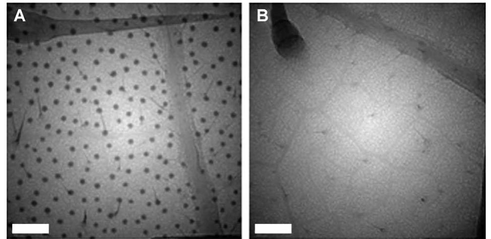 (PDF) Plant Cystoliths: A Complex Functional Biocomposite of Four ...