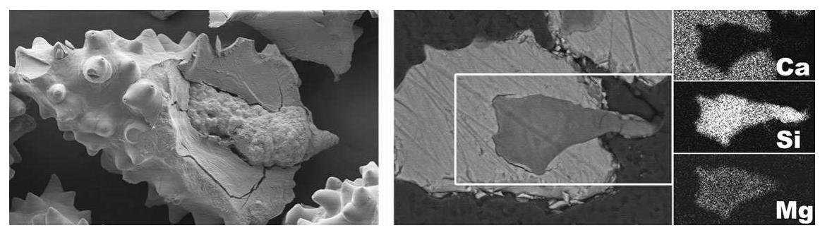 (PDF) Plant Cystoliths: A Complex Functional Biocomposite of Four ...