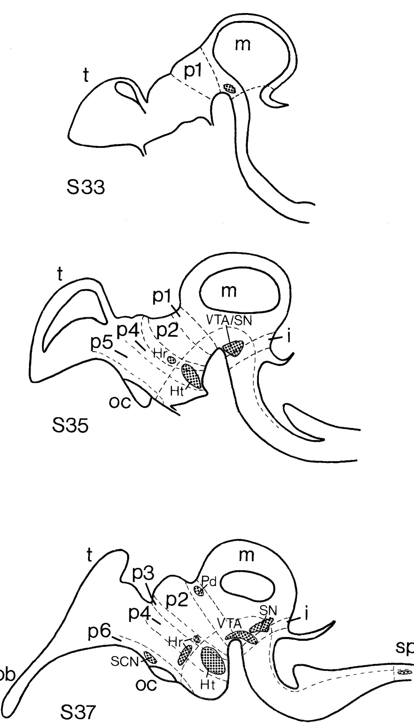 Schematic drawings of a sagittal section of the embryonic