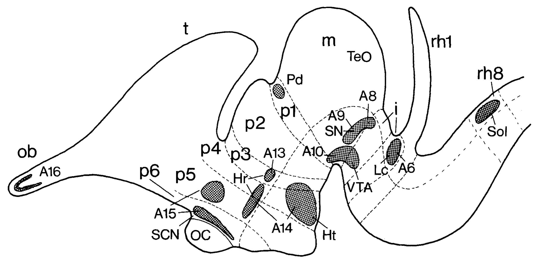 Schematic drawing of a sagittal section of the brain of the