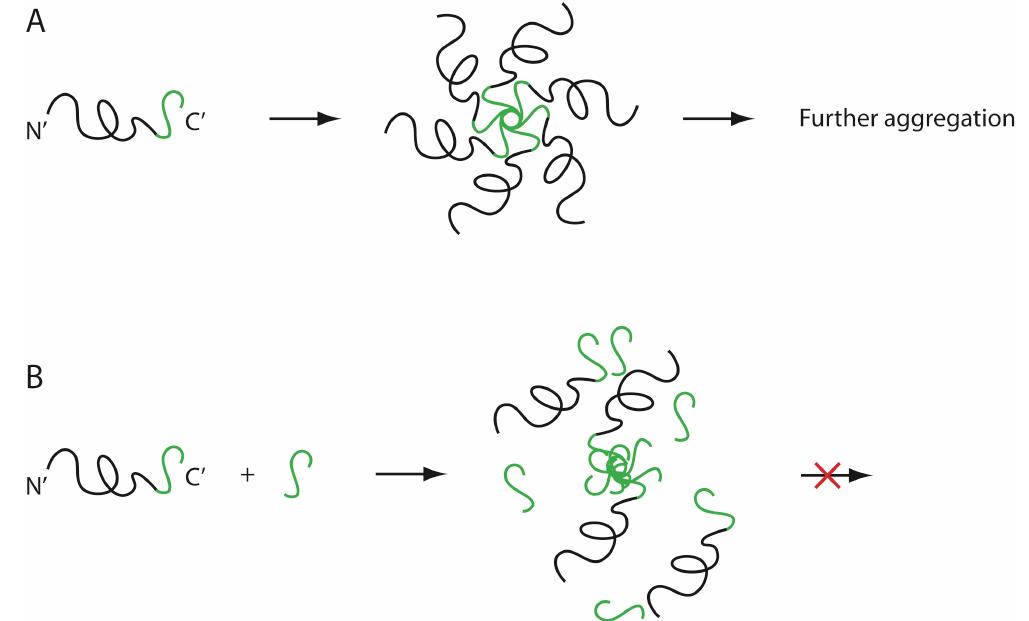 (1). schematic representation of putative mechanism of