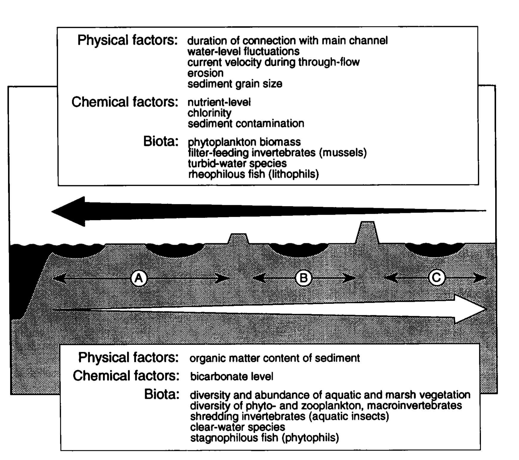 Schematic view of transversal zonation patterns in lower