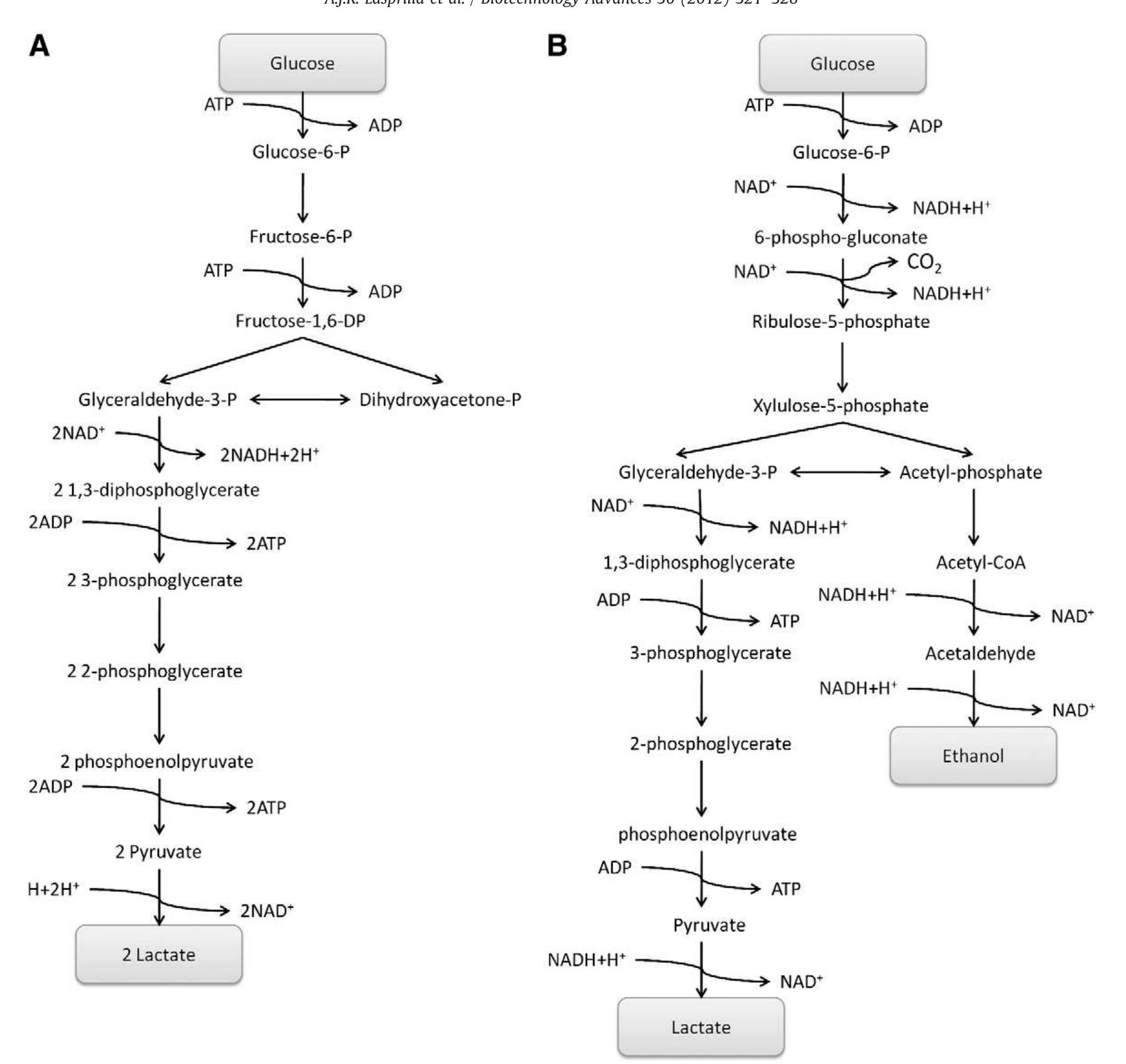Metabolic pathways for lactic acid production. (a)