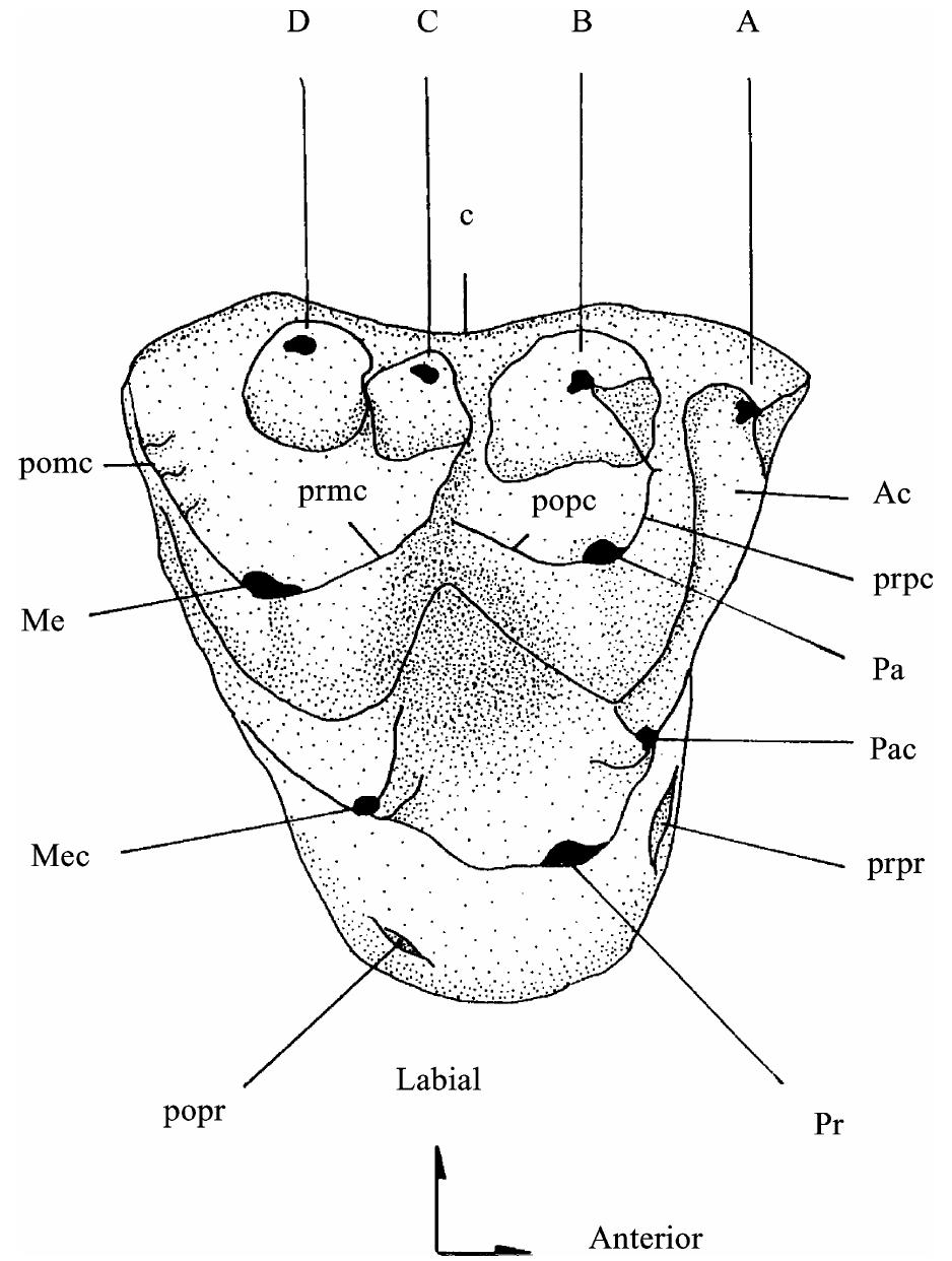 Diagram of an upper left molar of a marsupial (based on the
