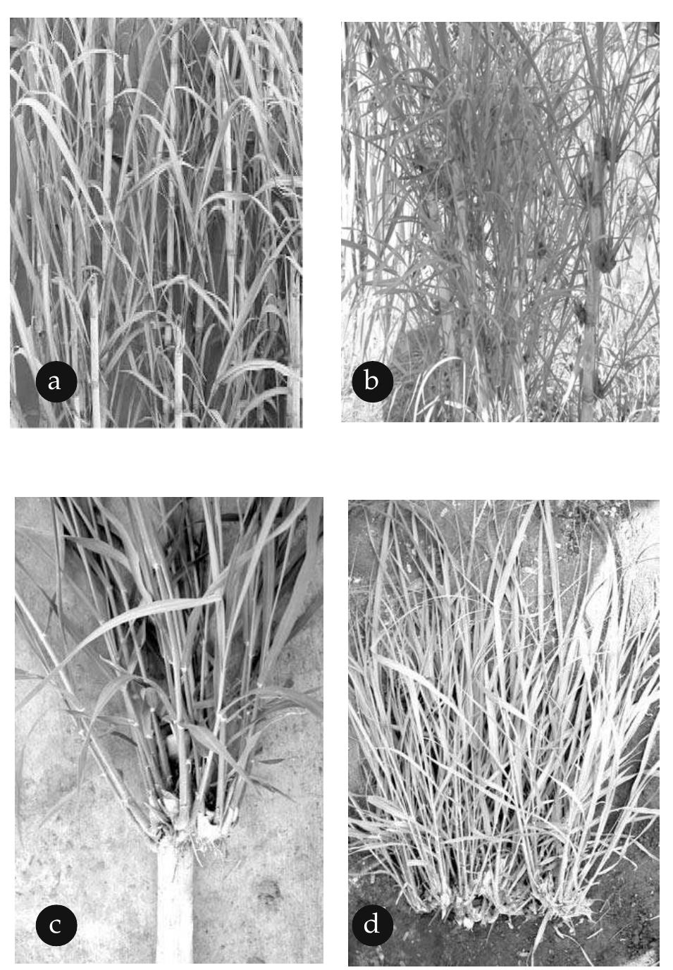A. single rayungan b. stratified rayungan c. rayungan shoots