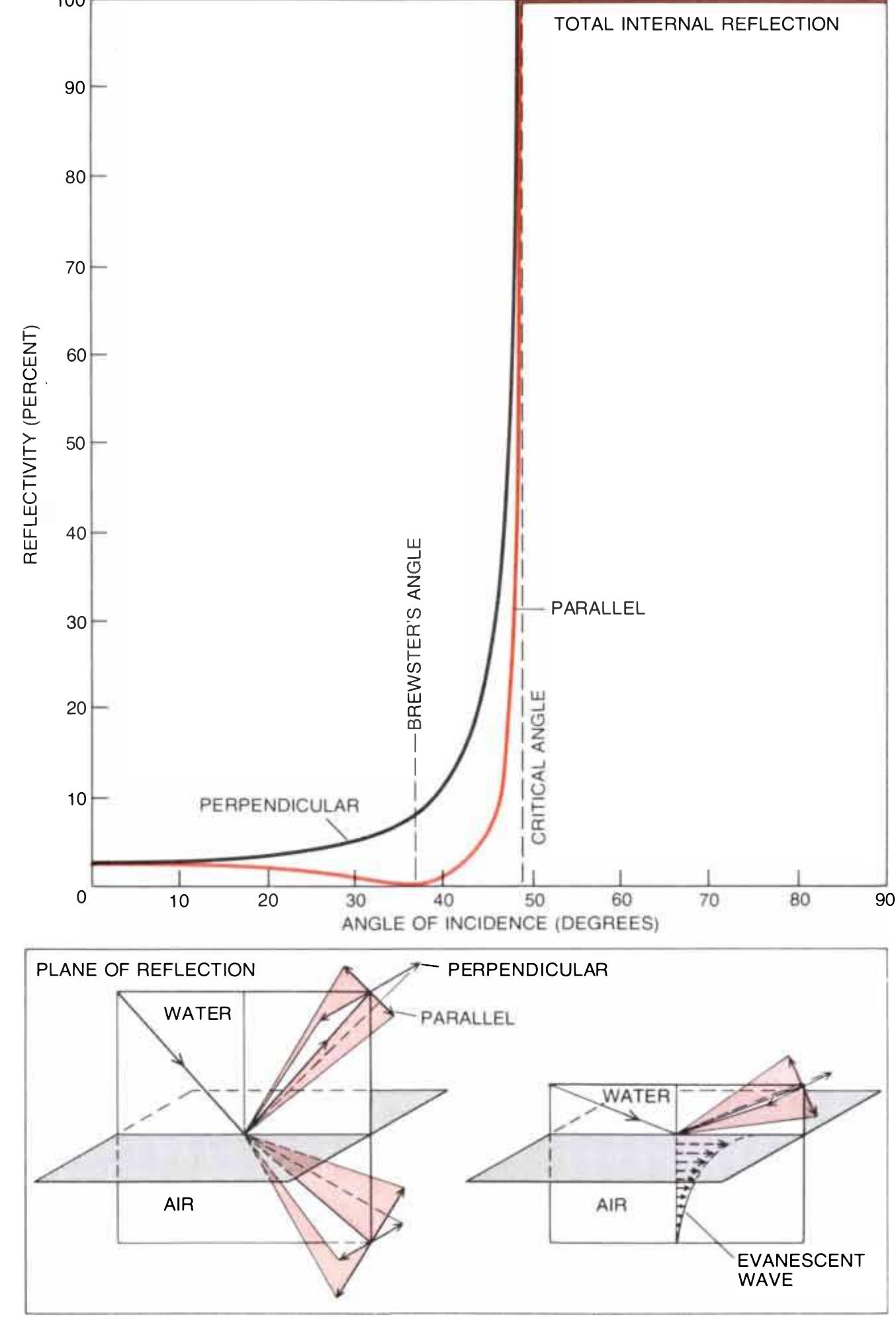 Polarization of the rainbow results from differential