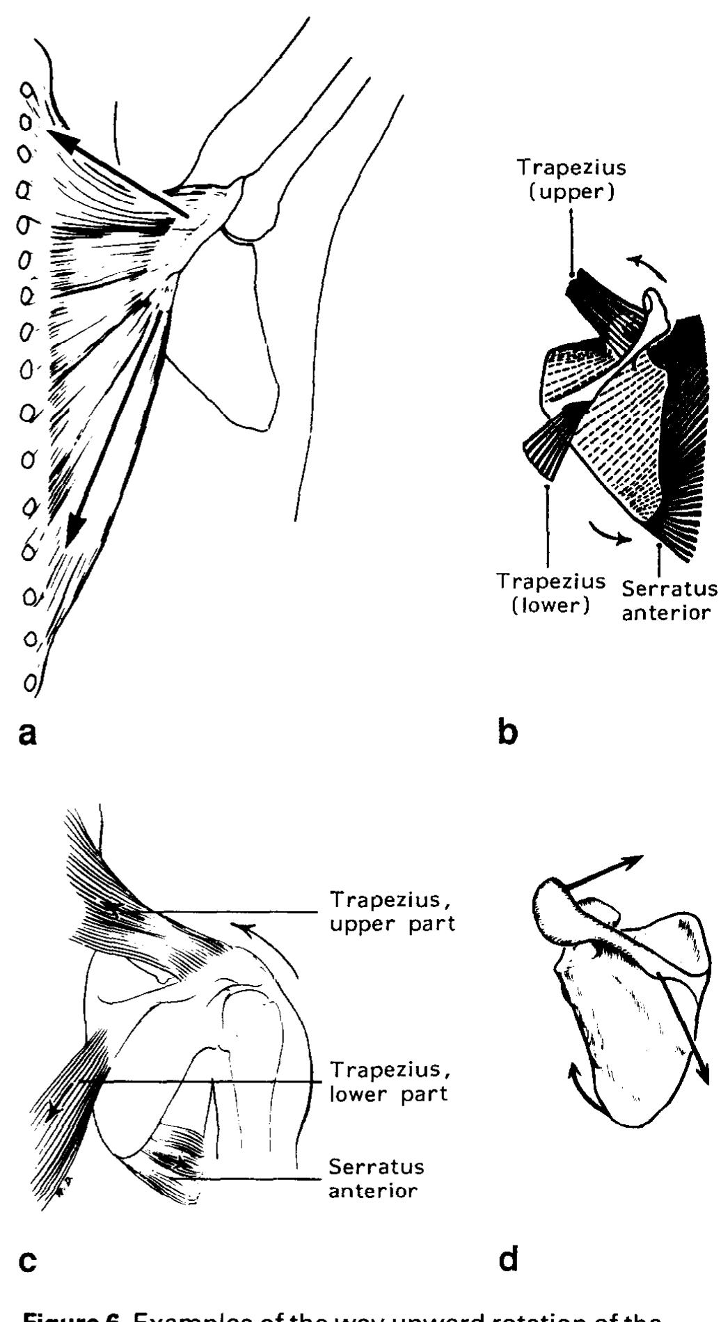 Figure 6 - Anatomy and actions of the trapezius muscle