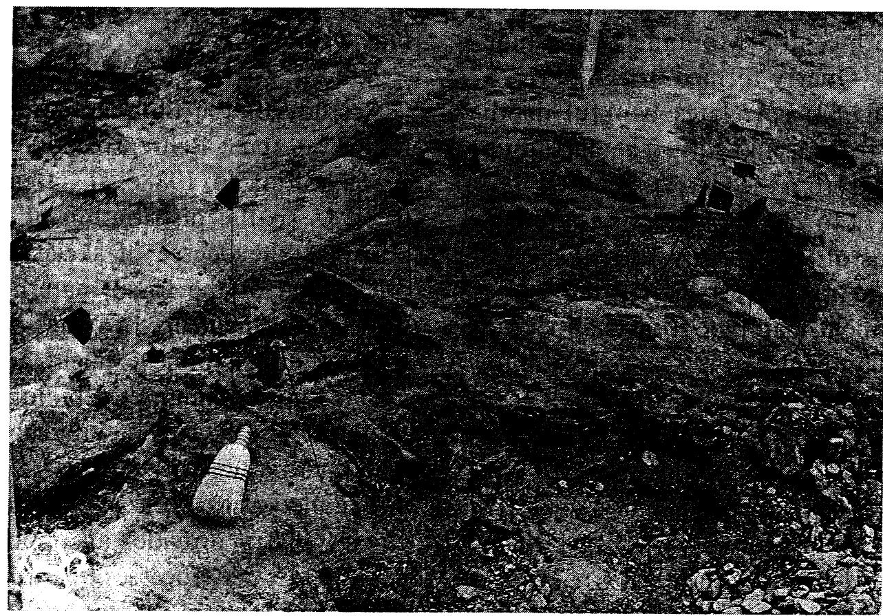 Careless creek quarry bone bed showing the association of