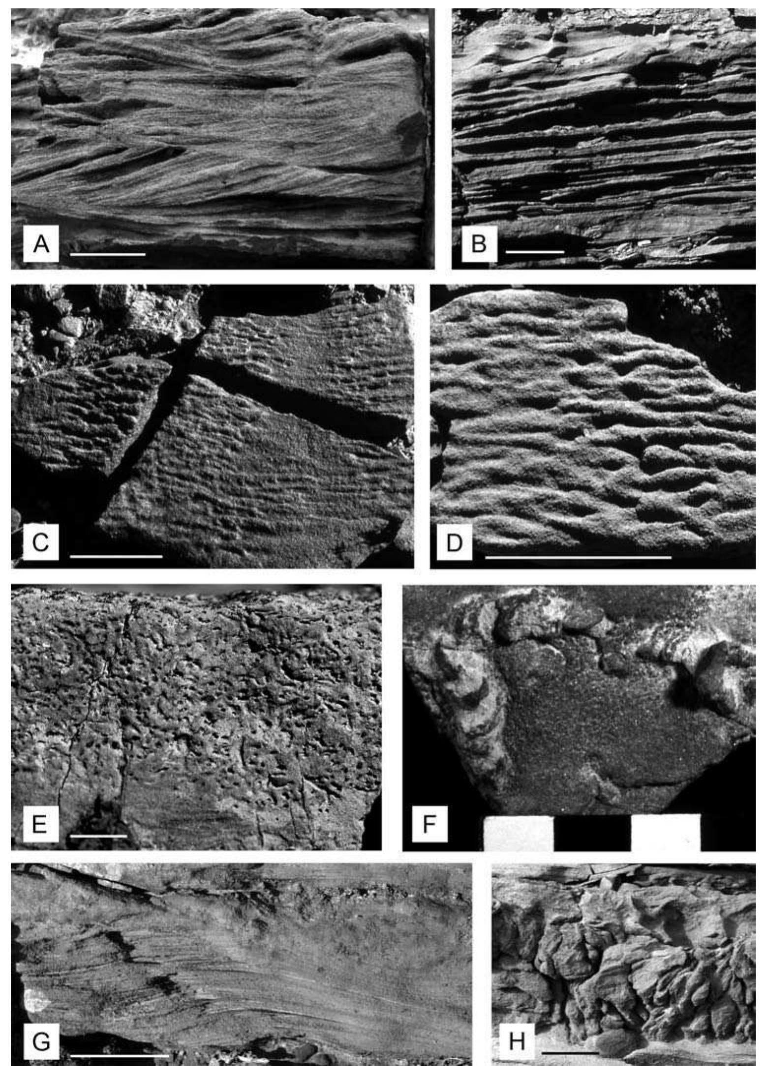 Structures in interbedded sandstone/siltstone unit. a,