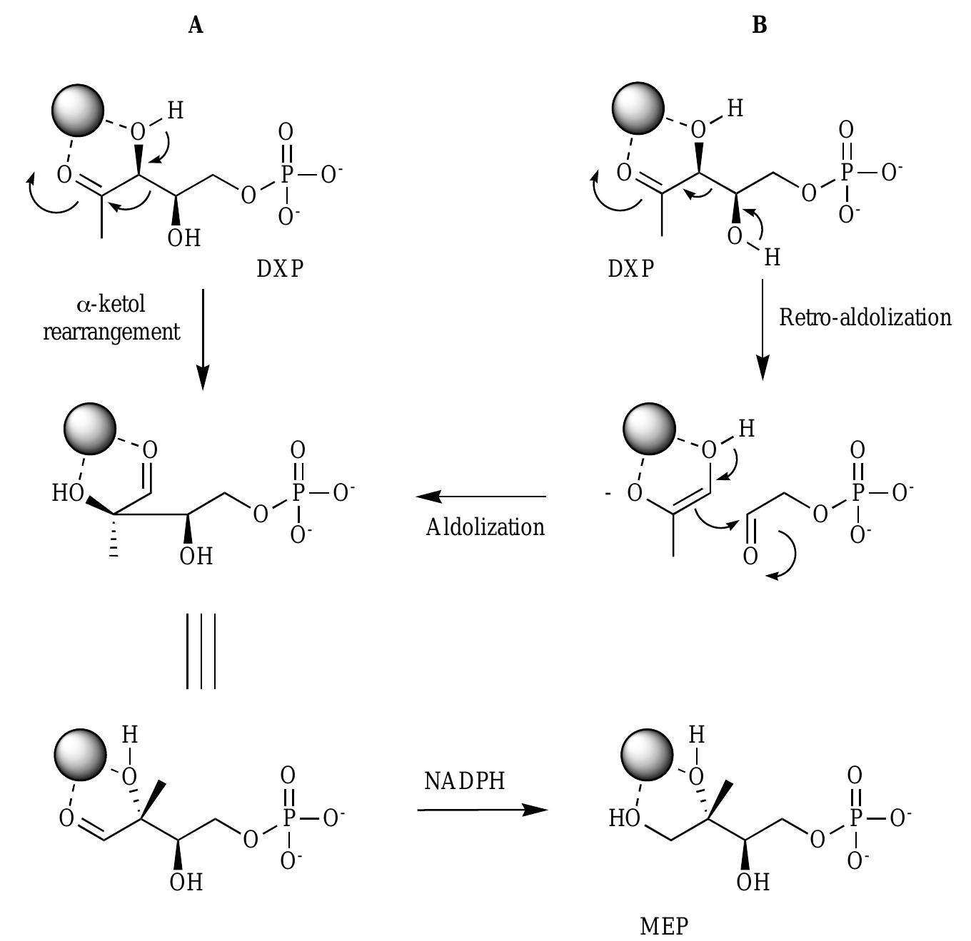 (6). the stereochemistry of the proposed mechanism for the