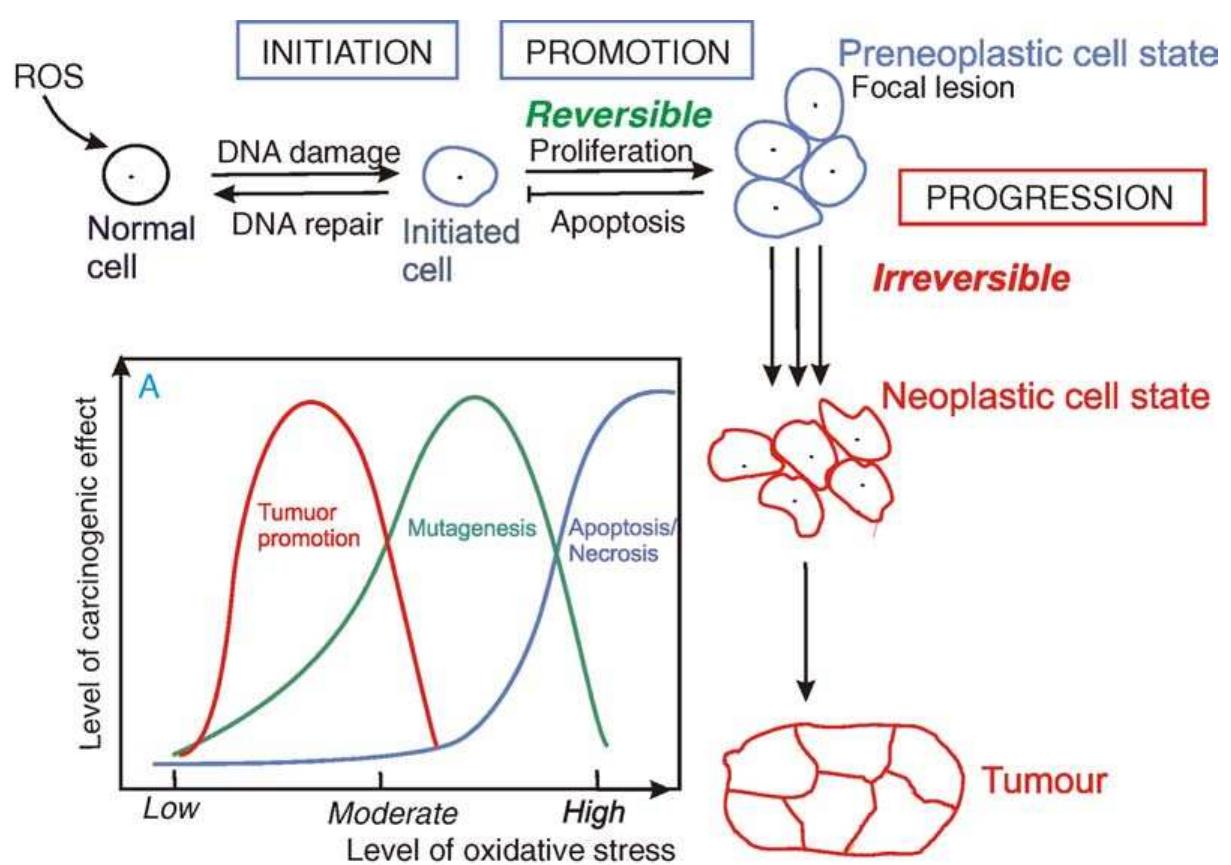Three stages model of carcinogenesis and the level of