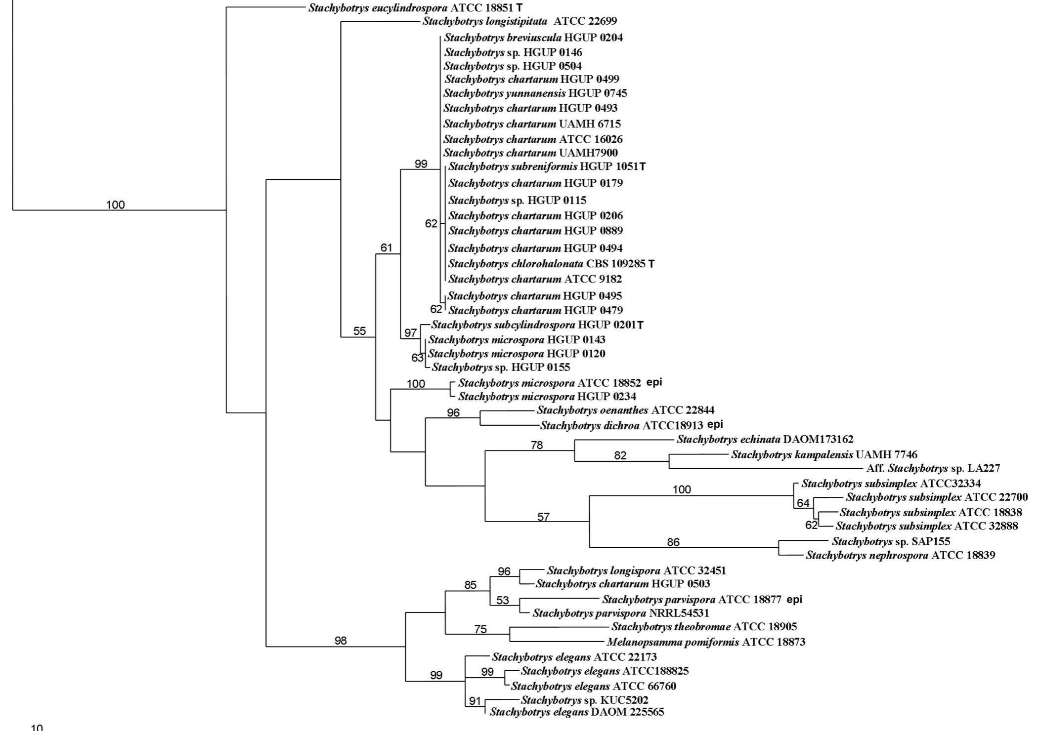 The its phylogenetic tree of stachybotrys spp. based on mp