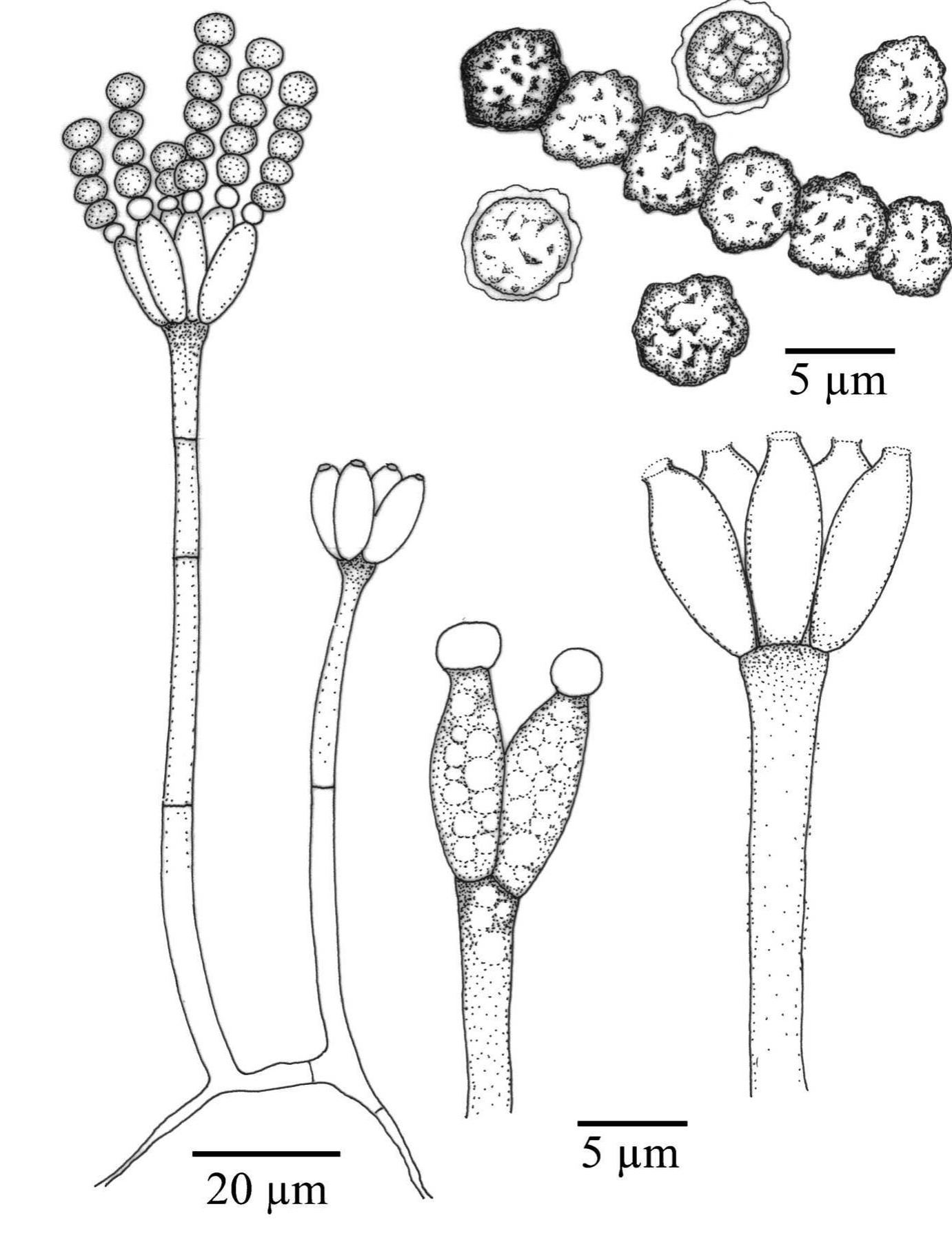 Figure 12 - Overview of Stachybotrys (Memnoniella) and