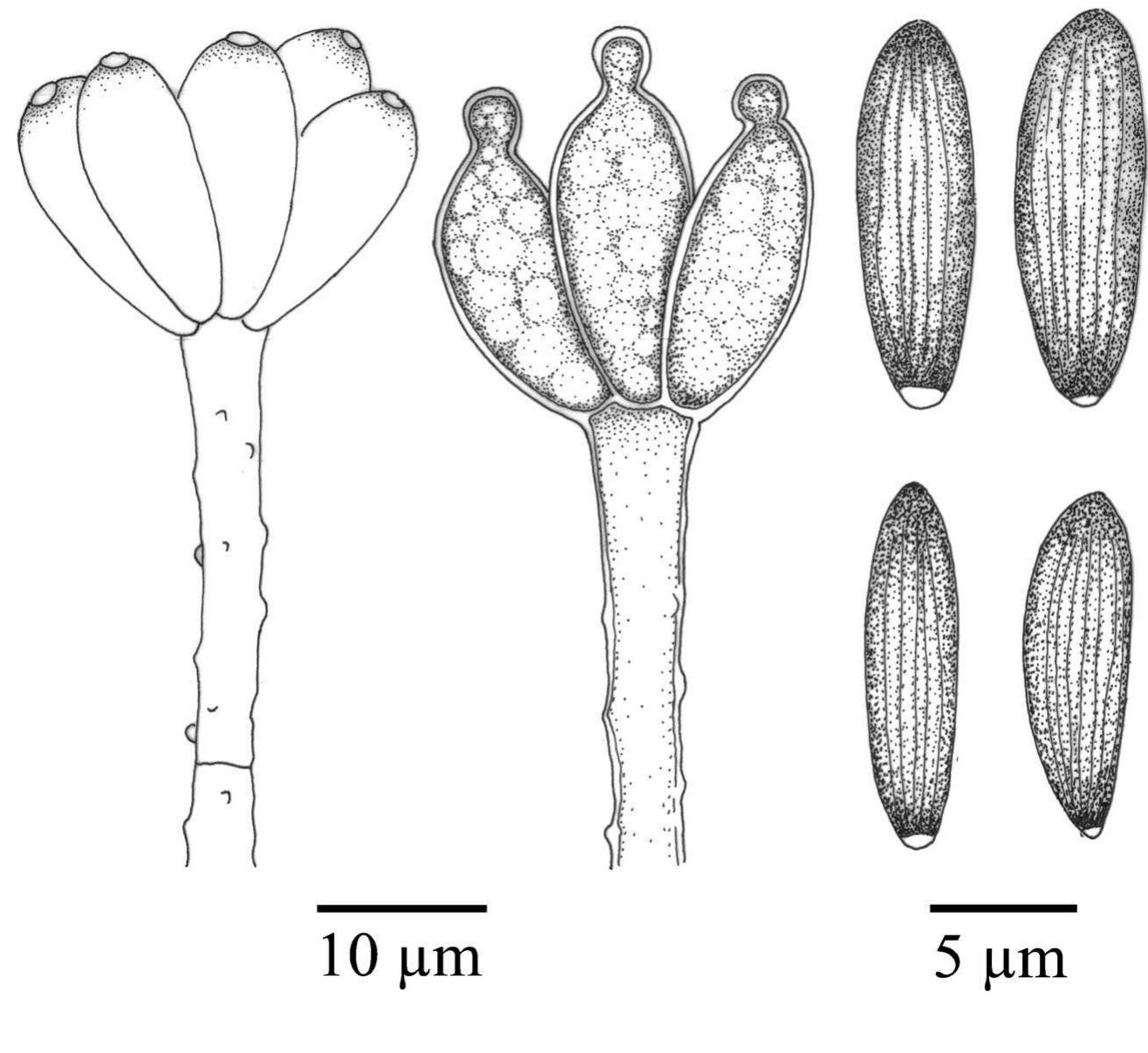 Figure 13 - Overview of Stachybotrys (Memnoniella) and